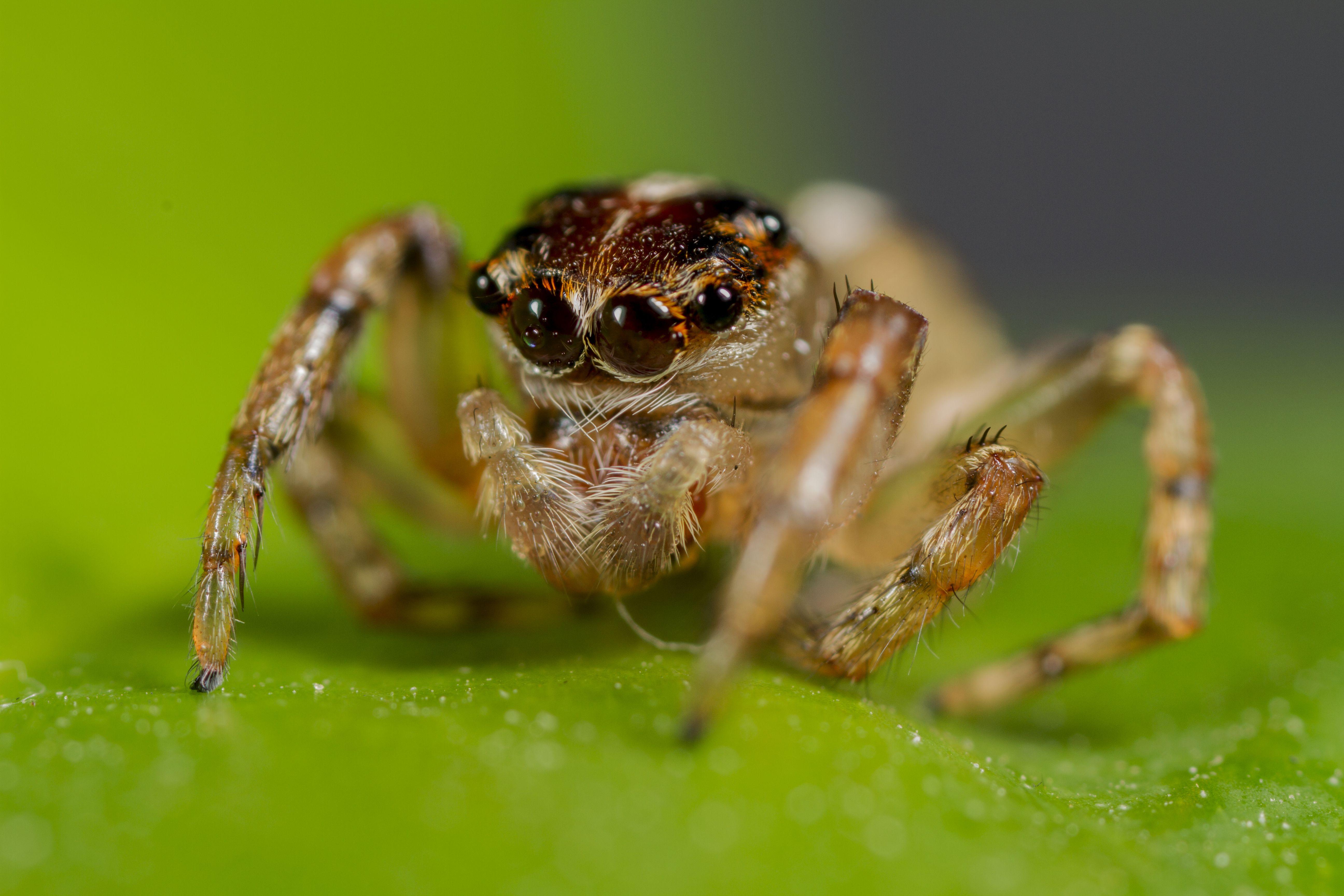 Cute Spider Wallpapers - Top Free Cute Spider Backgrounds - WallpaperAccess