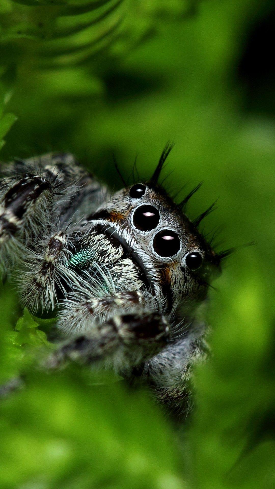 Cute Spider Wallpapers - Top Free Cute Spider Backgrounds - WallpaperAccess