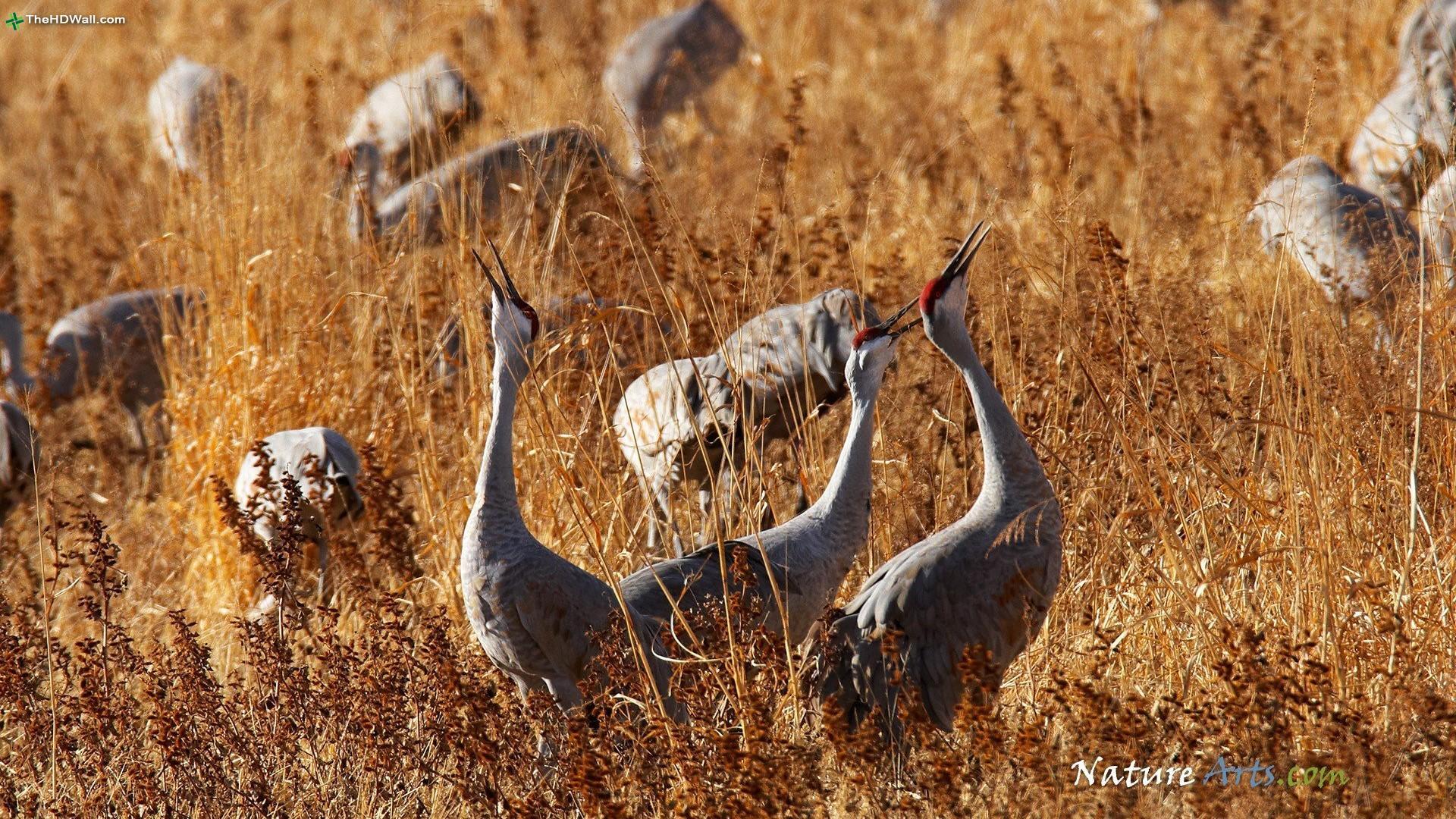 Whooping Crane Wallpapers - Top Free Whooping Crane Backgrounds ...