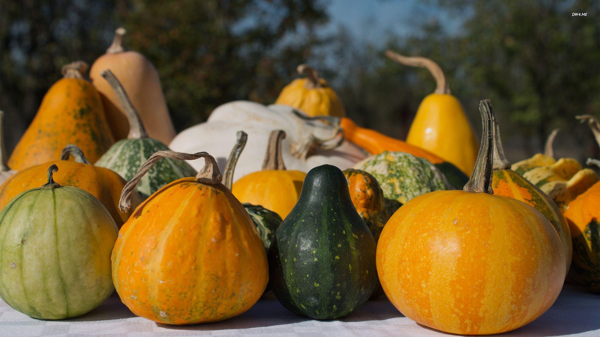 Thanksgiving Pumpkin Wallpapers - Top Free Thanksgiving Pumpkin ...