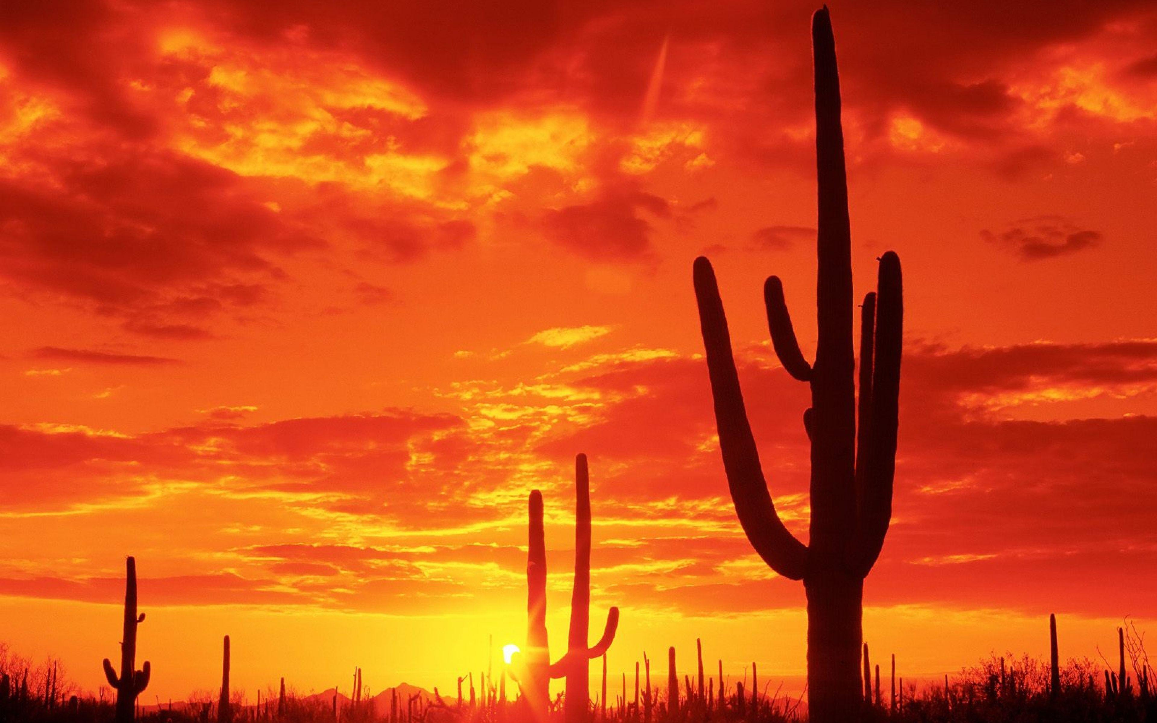 Arizona 4K Wallpapers - Top Free Arizona 4K Backgrounds - WallpaperAccess