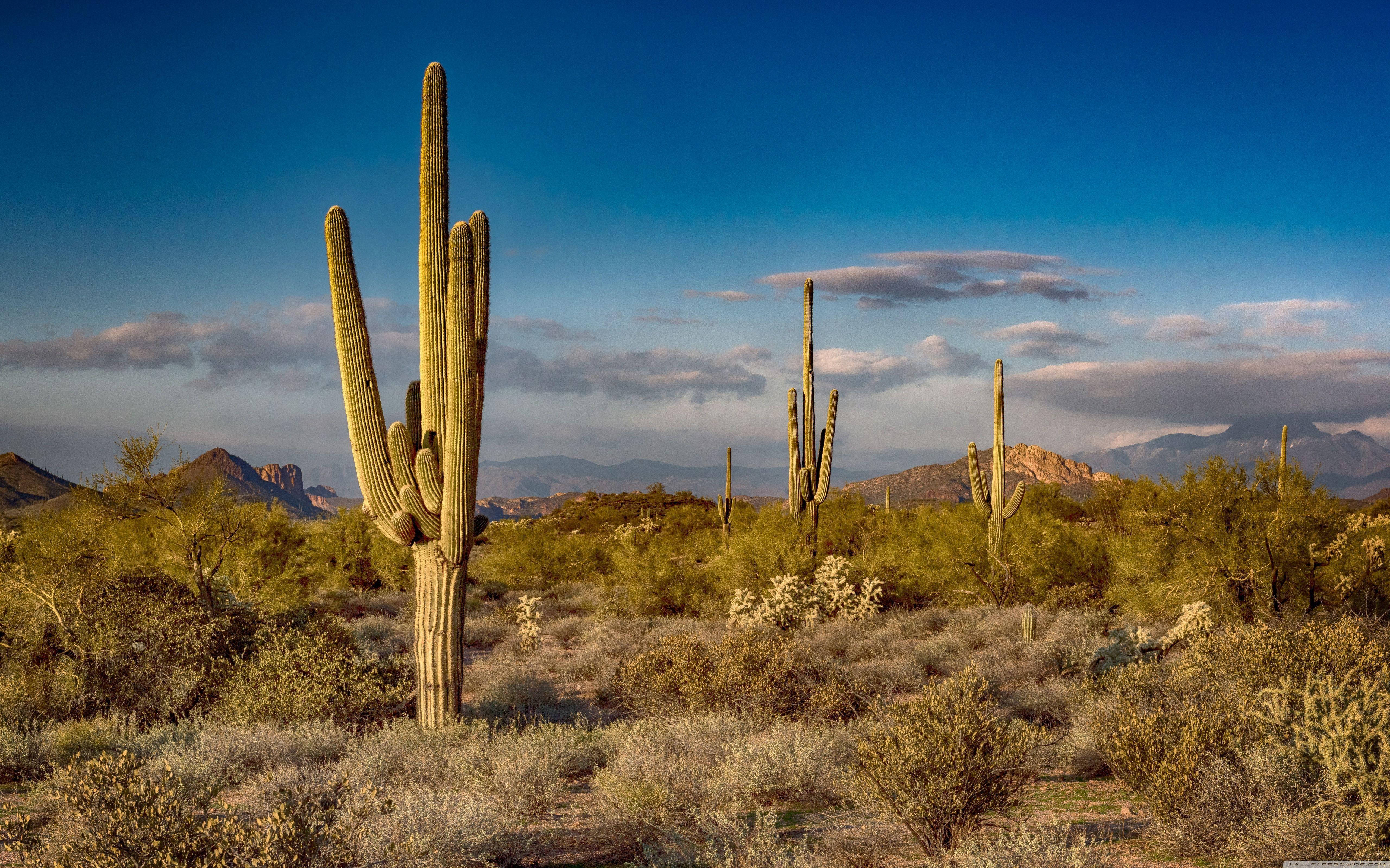 Arizona 4K Wallpapers - Top Free Arizona 4K Backgrounds - WallpaperAccess