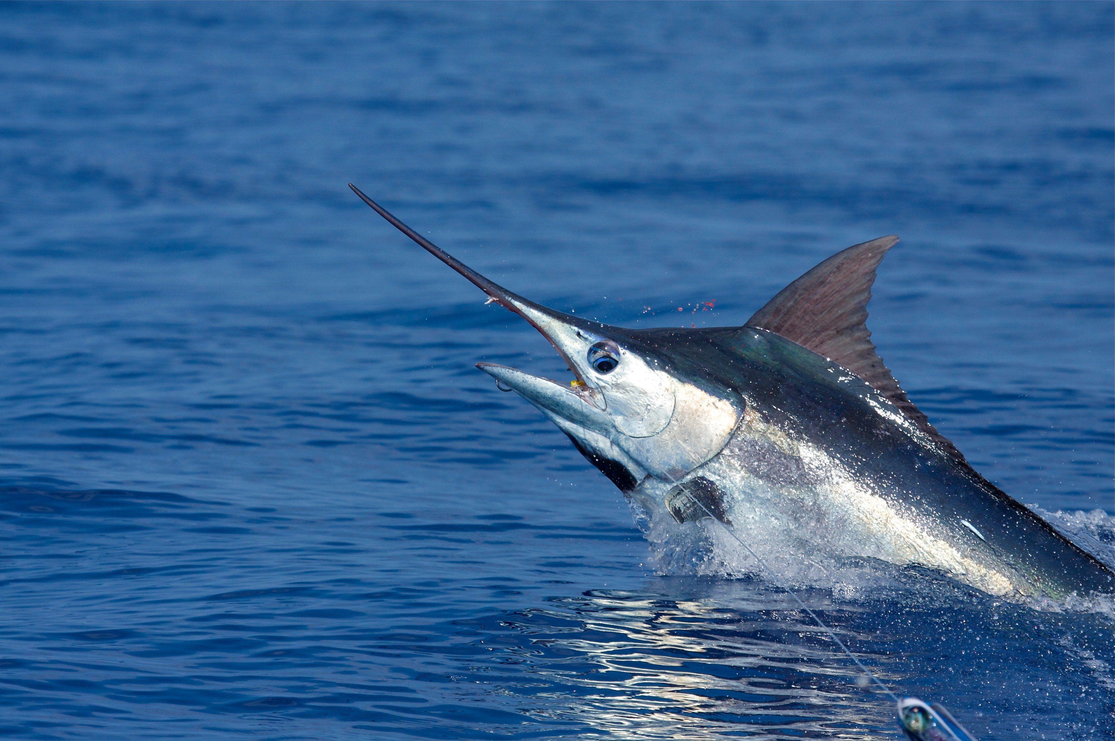 Blue Marlin Wallpapers - Top Free Blue Marlin Backgrounds - WallpaperAccess