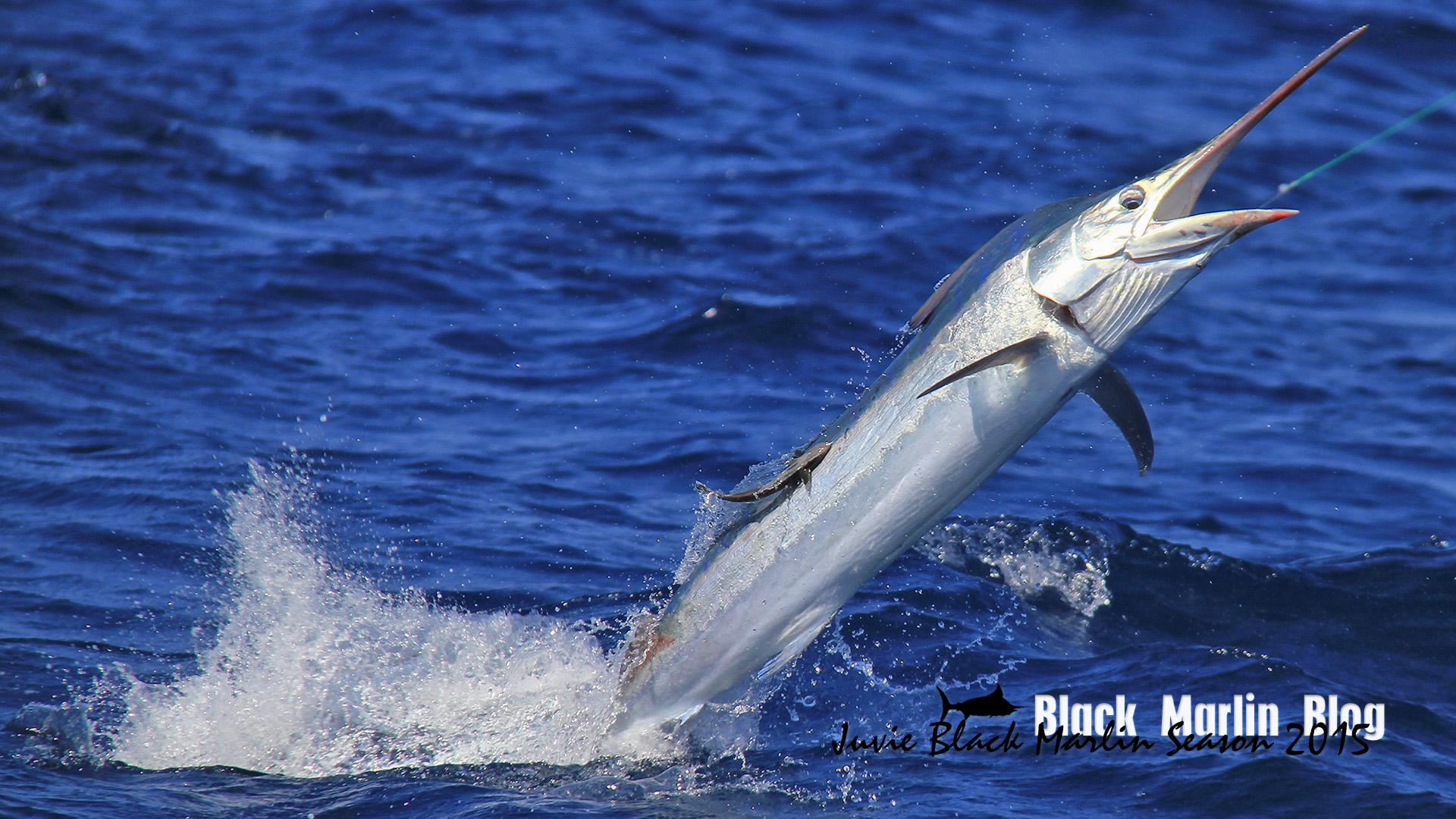 Blue Marlin Wallpapers - Top Free Blue Marlin Backgrounds - WallpaperAccess