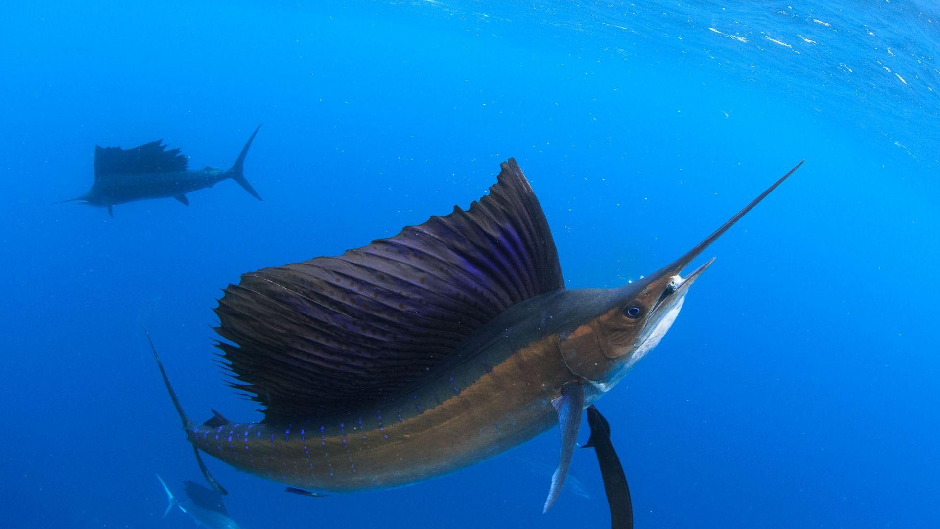 Swordfish Wallpapers - Top Free Swordfish Backgrounds - WallpaperAccess