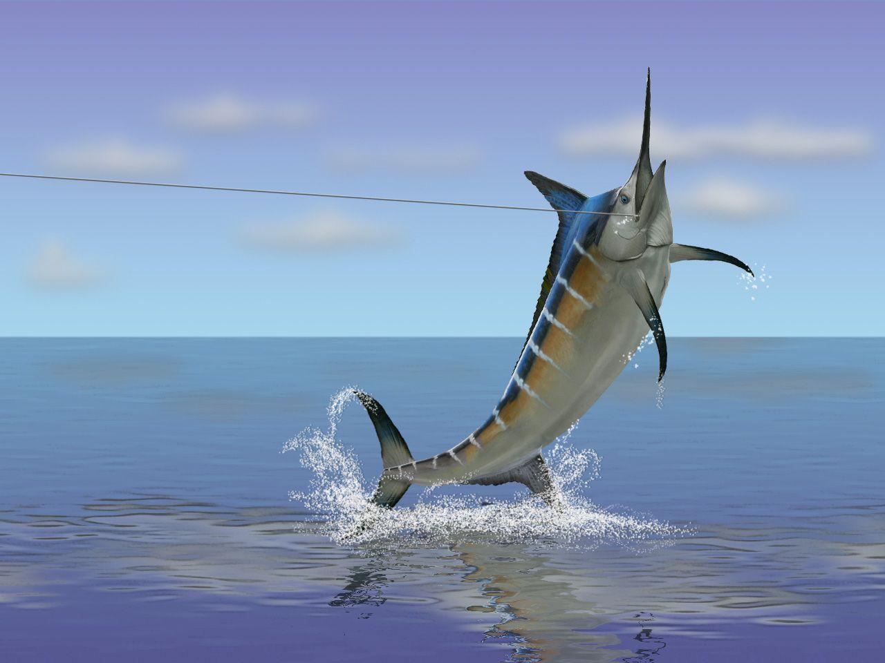 Swordfish Wallpapers - Top Free Swordfish Backgrounds - WallpaperAccess