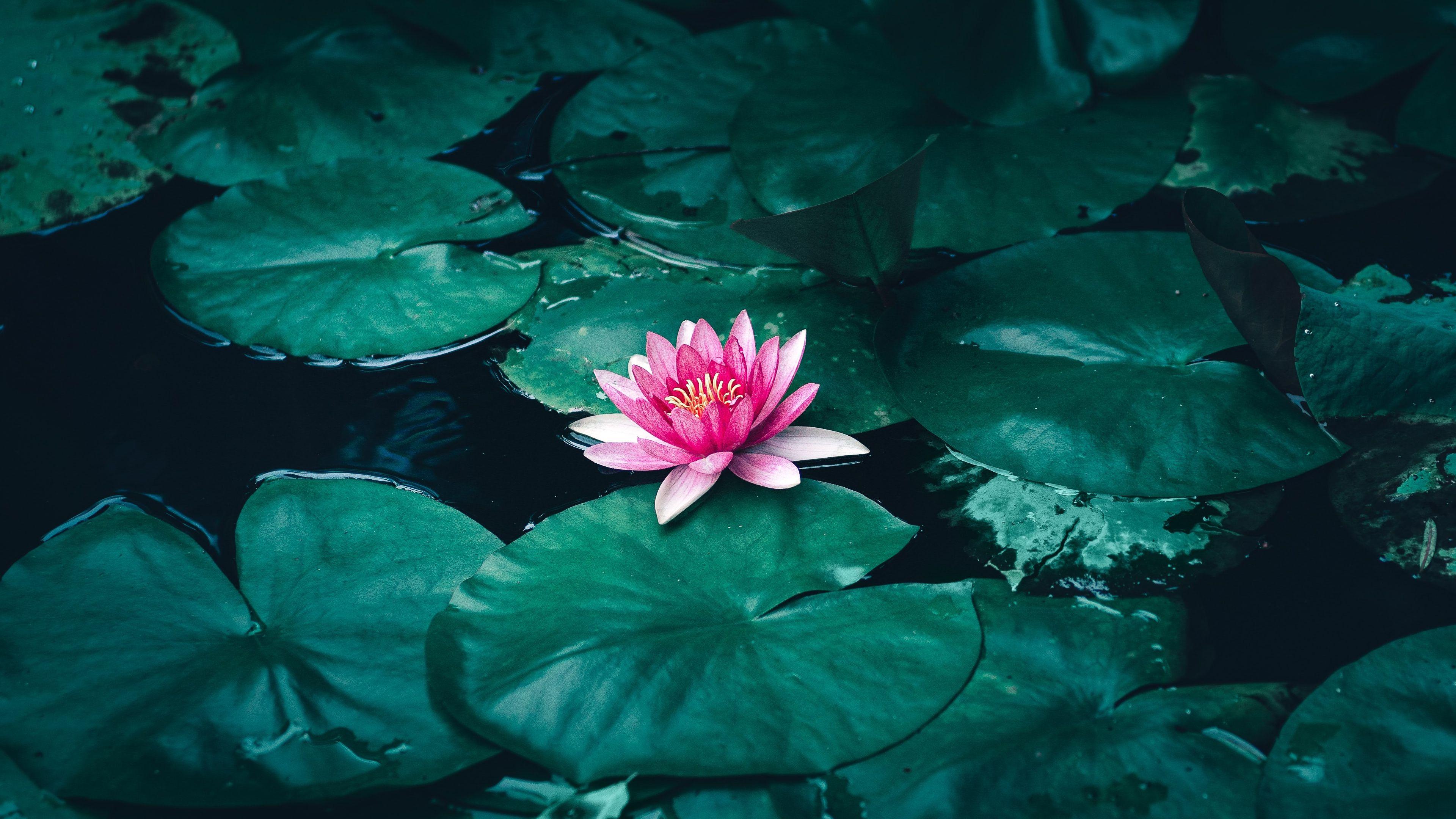 Abstract Lotus Wallpapers - Top Free Abstract Lotus Backgrounds ...