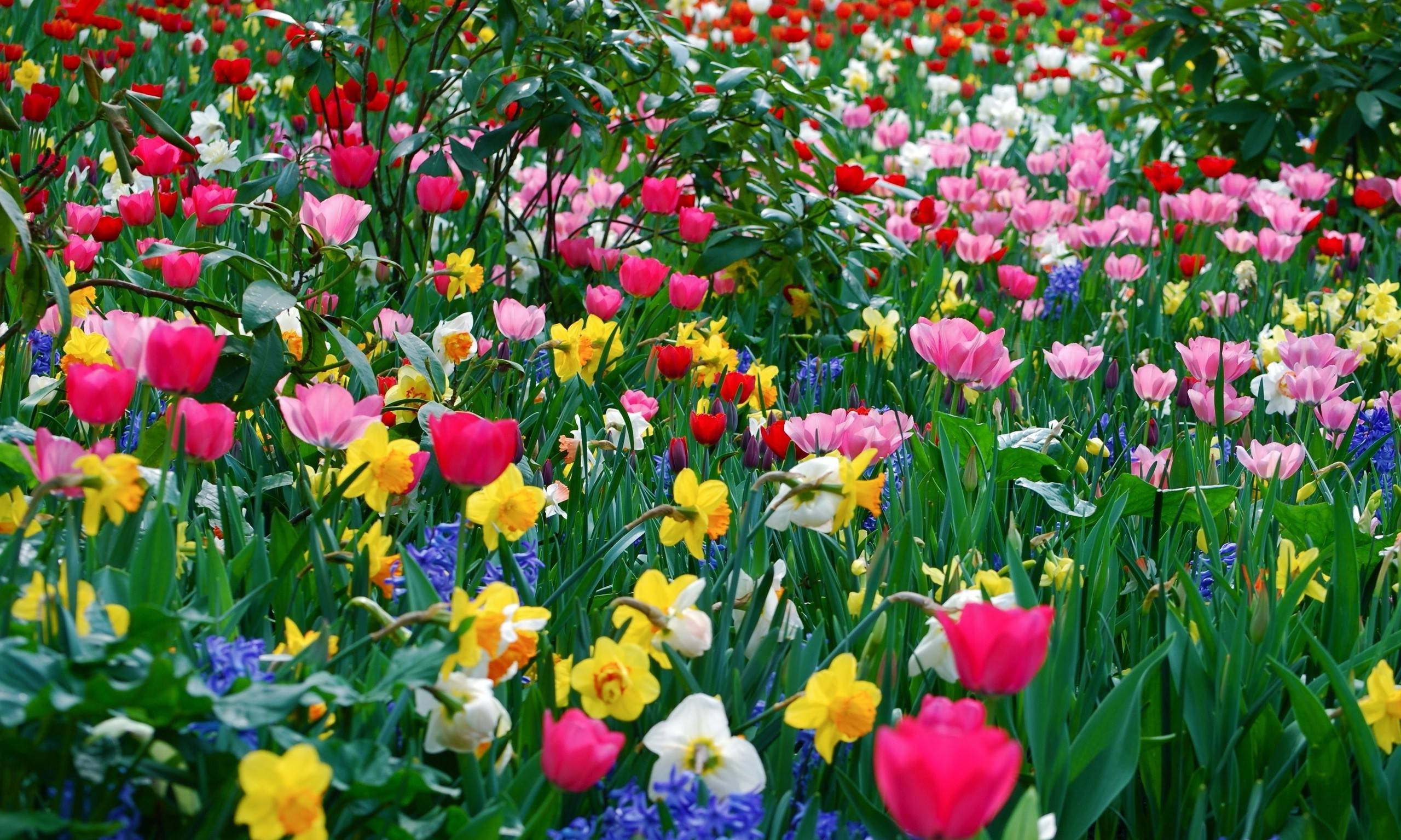 Spring Flower Landscape Wallpapers - Top Free Spring Flower Landscape ...