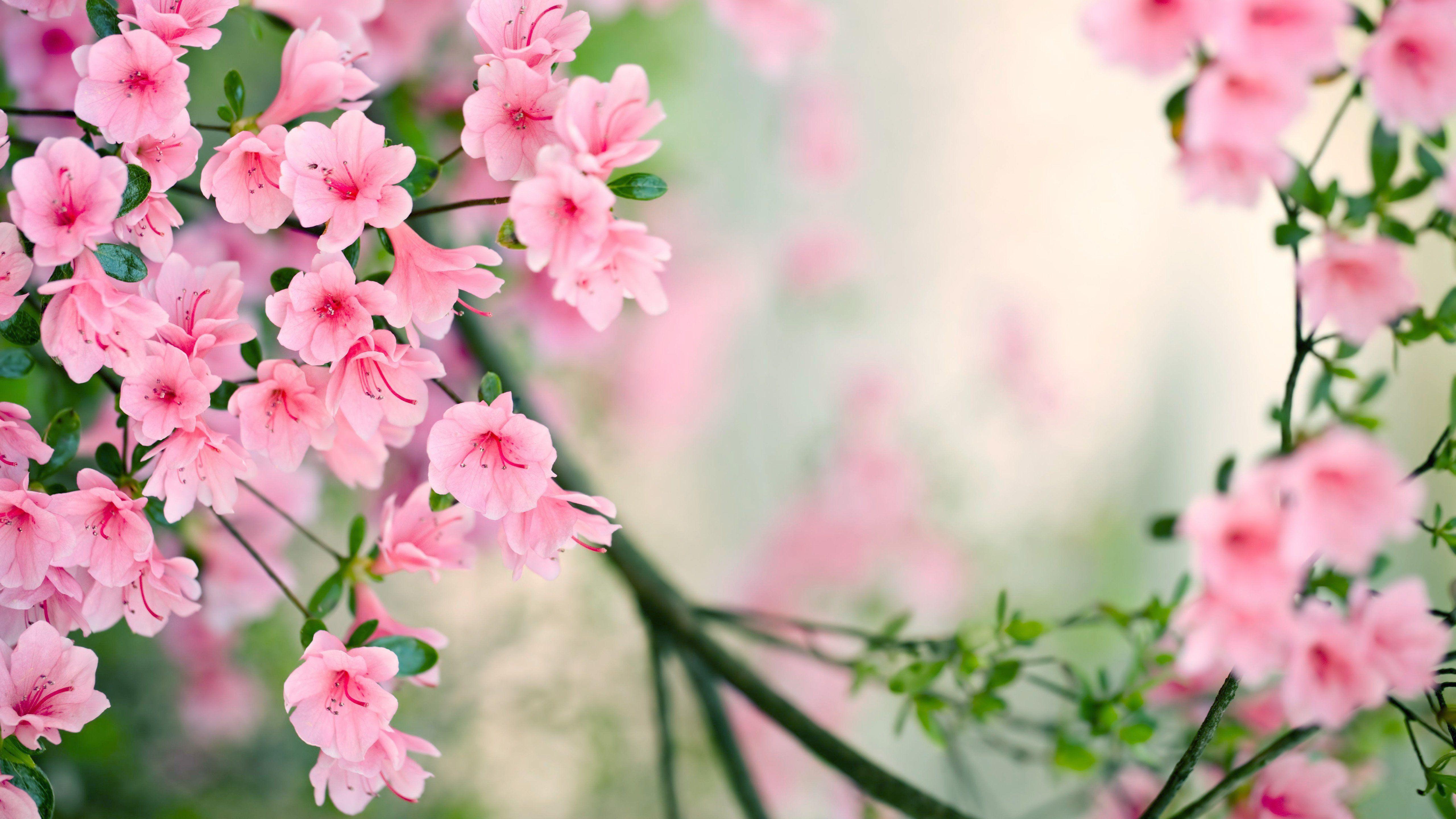 Spring Flower Landscape Wallpapers - Top Free Spring Flower Landscape ...