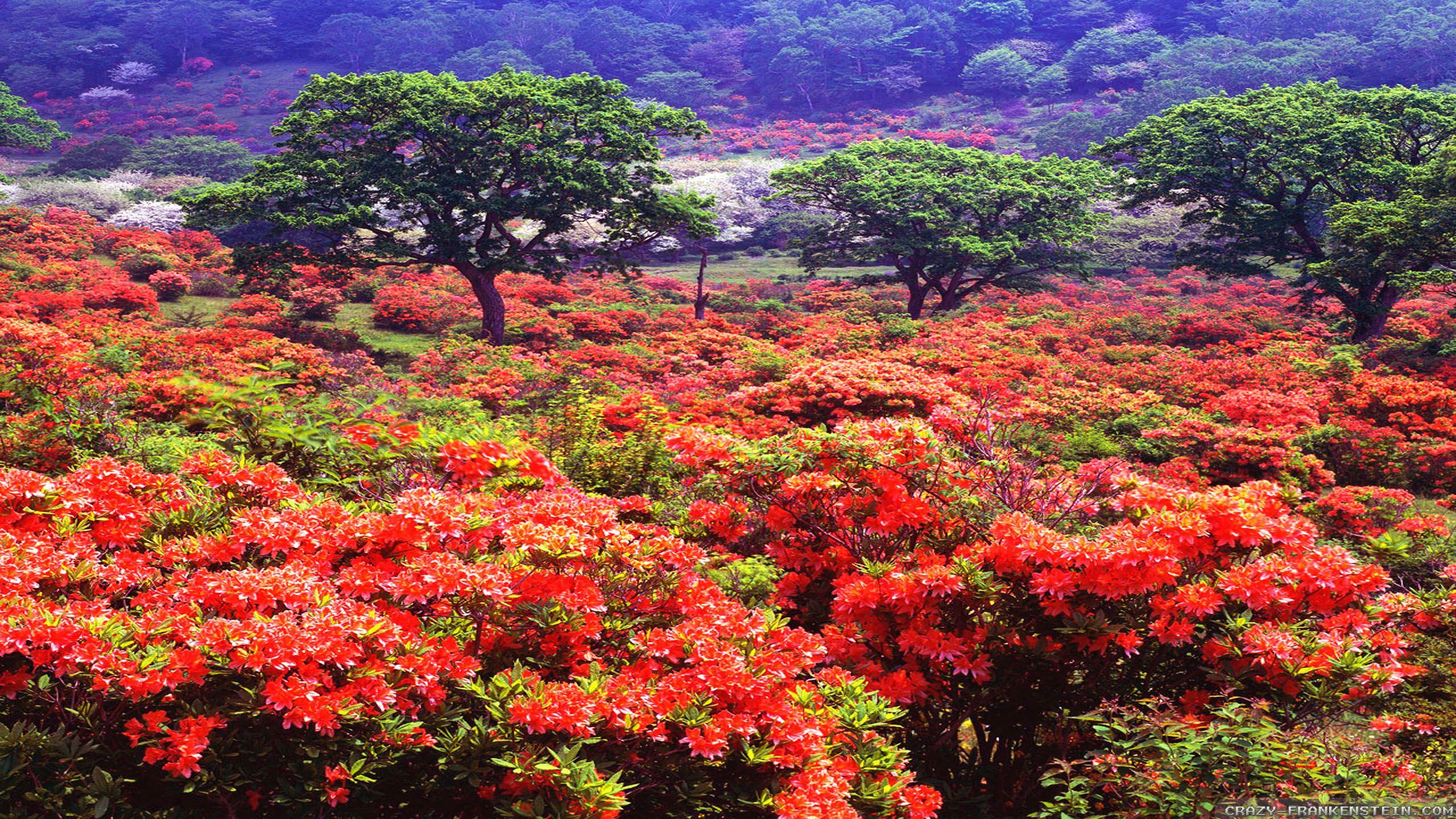 Colorful Nature Landscape Wallpapers - Top Free Colorful Nature ...