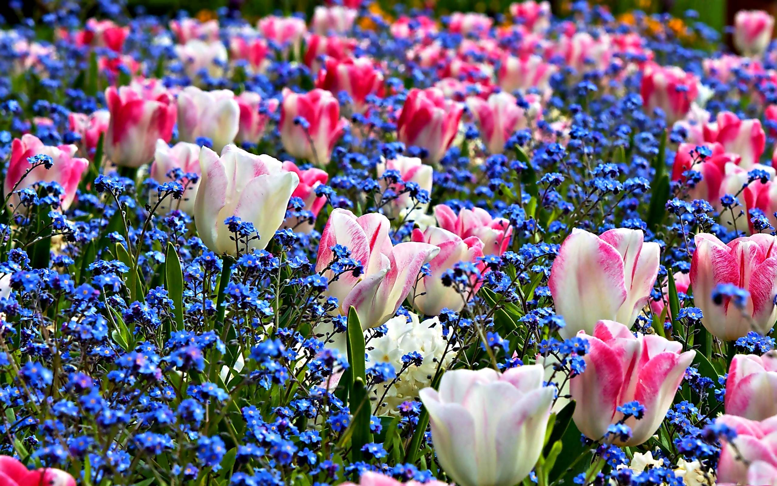 Spring Flower Landscape Wallpapers - Top Free Spring Flower Landscape ...