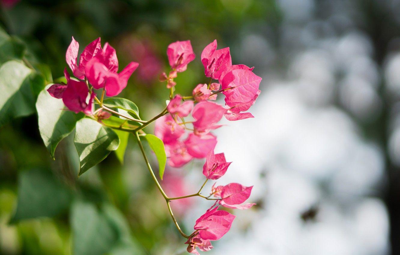 Beautiful Nature Spring Wallpapers - Top Free Beautiful Nature Spring ...