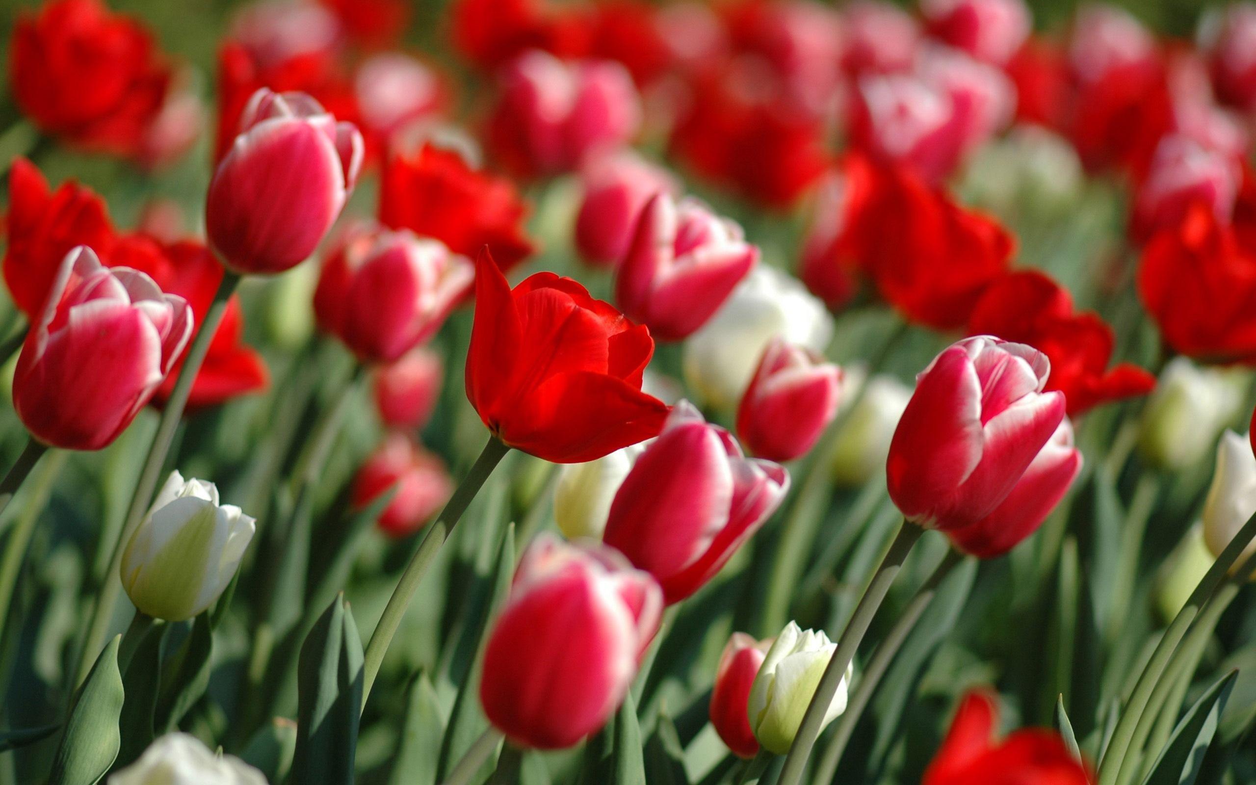 Spring Tulips Wallpapers - Top Free Spring Tulips Backgrounds ...