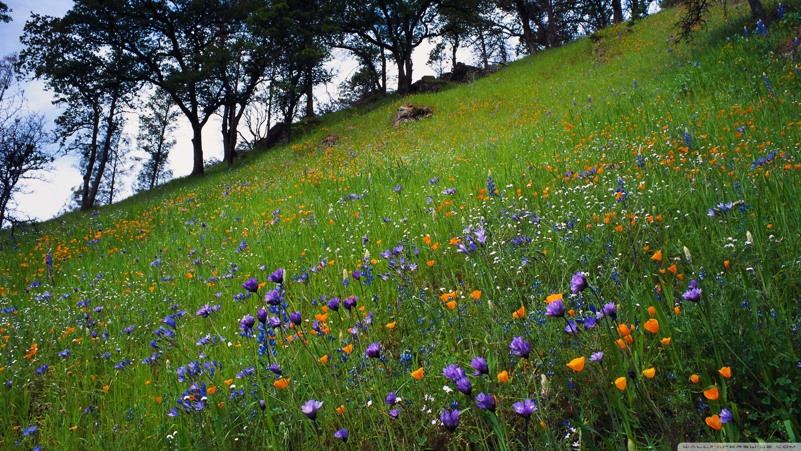 Spring Flower Landscape Wallpapers - Top Free Spring Flower Landscape ...