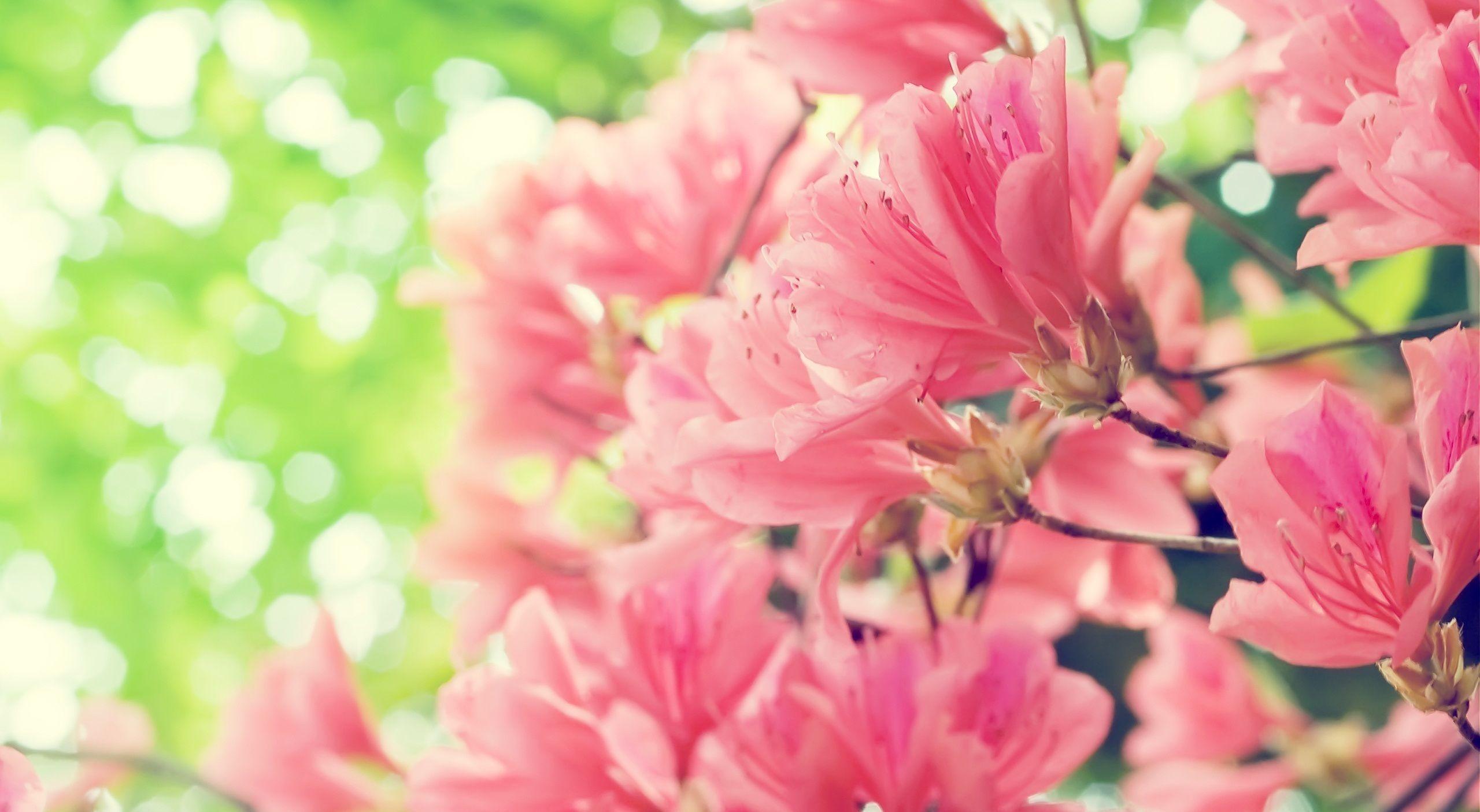 Spring Flower Landscape Wallpapers - Top Free Spring Flower Landscape ...