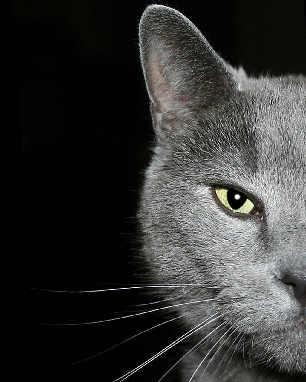 Half Face Wallpapers - Top Free Half Face Backgrounds - WallpaperAccess