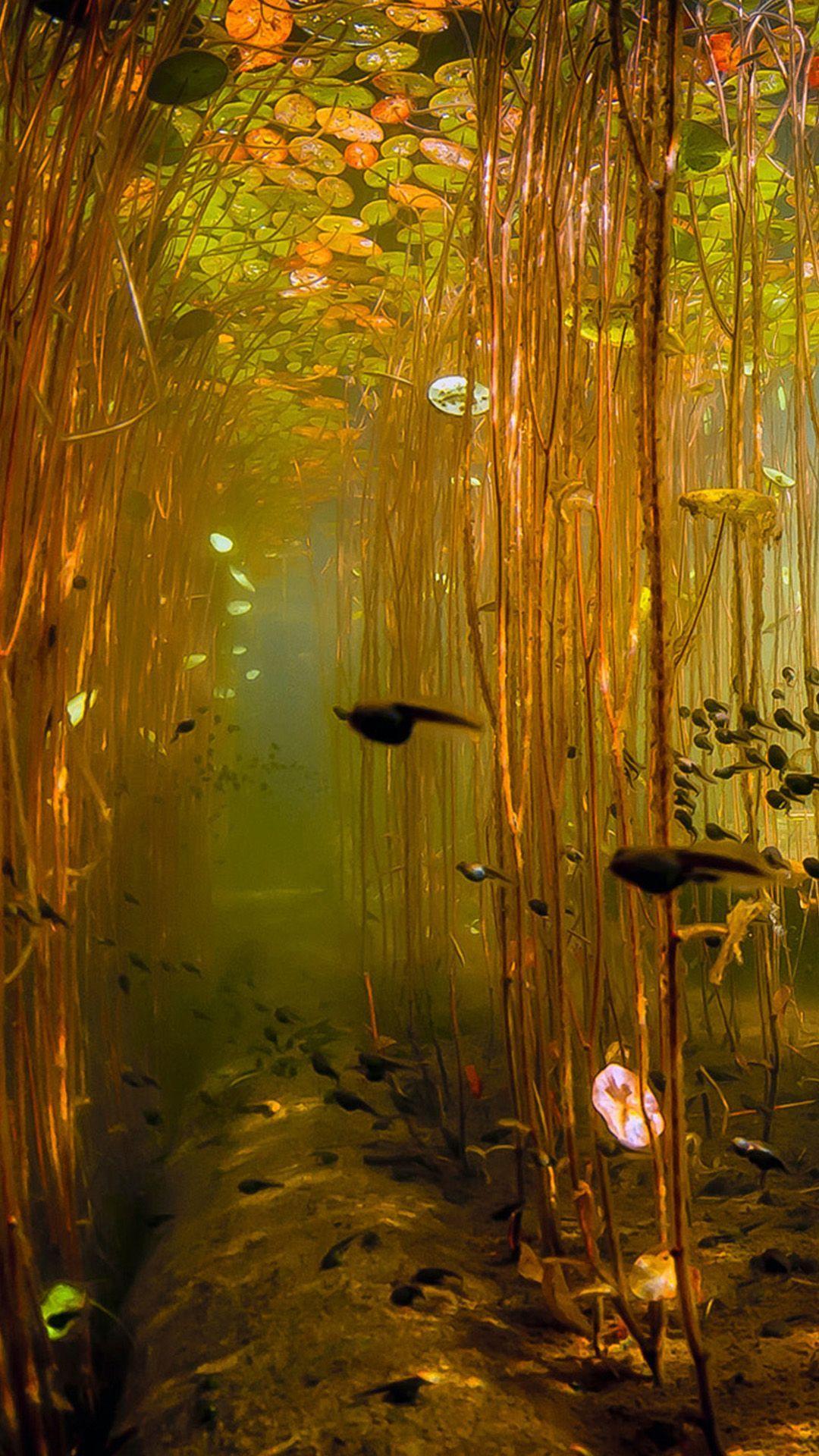 Underwater Forest Wallpapers - Top Free Underwater Forest Backgrounds ...