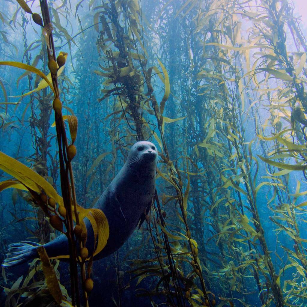 Kelp Forest Wallpapers - Top Free Kelp Forest Backgrounds - WallpaperAccess