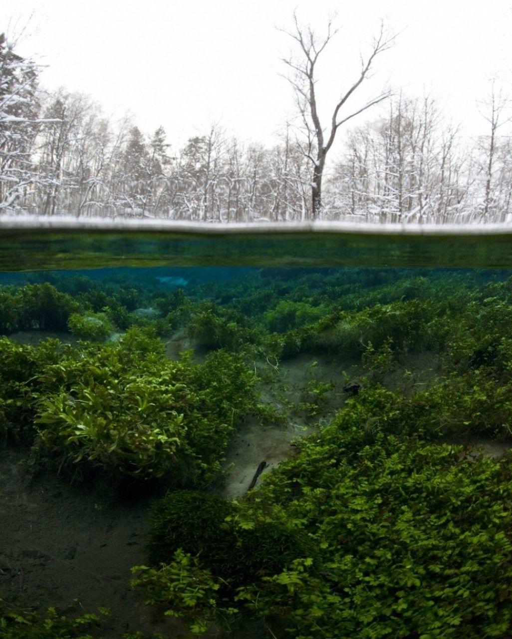 Underwater Forest Wallpapers - Top Free Underwater Forest Backgrounds ...