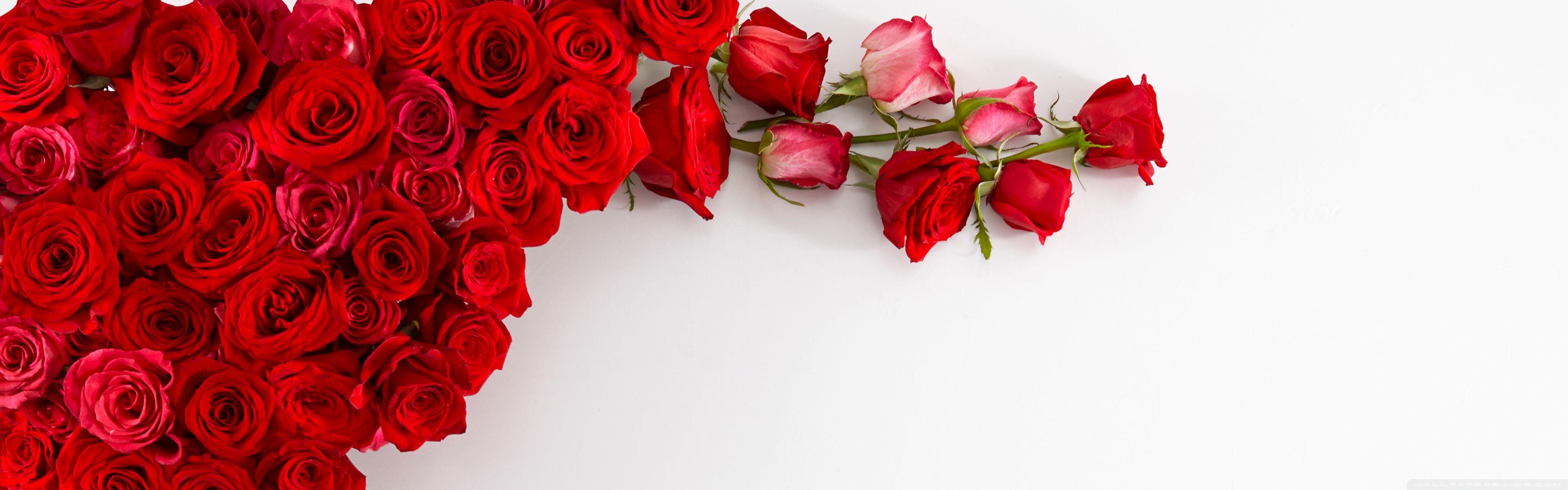 Red Rose Laptop Wallpapers - Top Free Red Rose Laptop Backgrounds ...