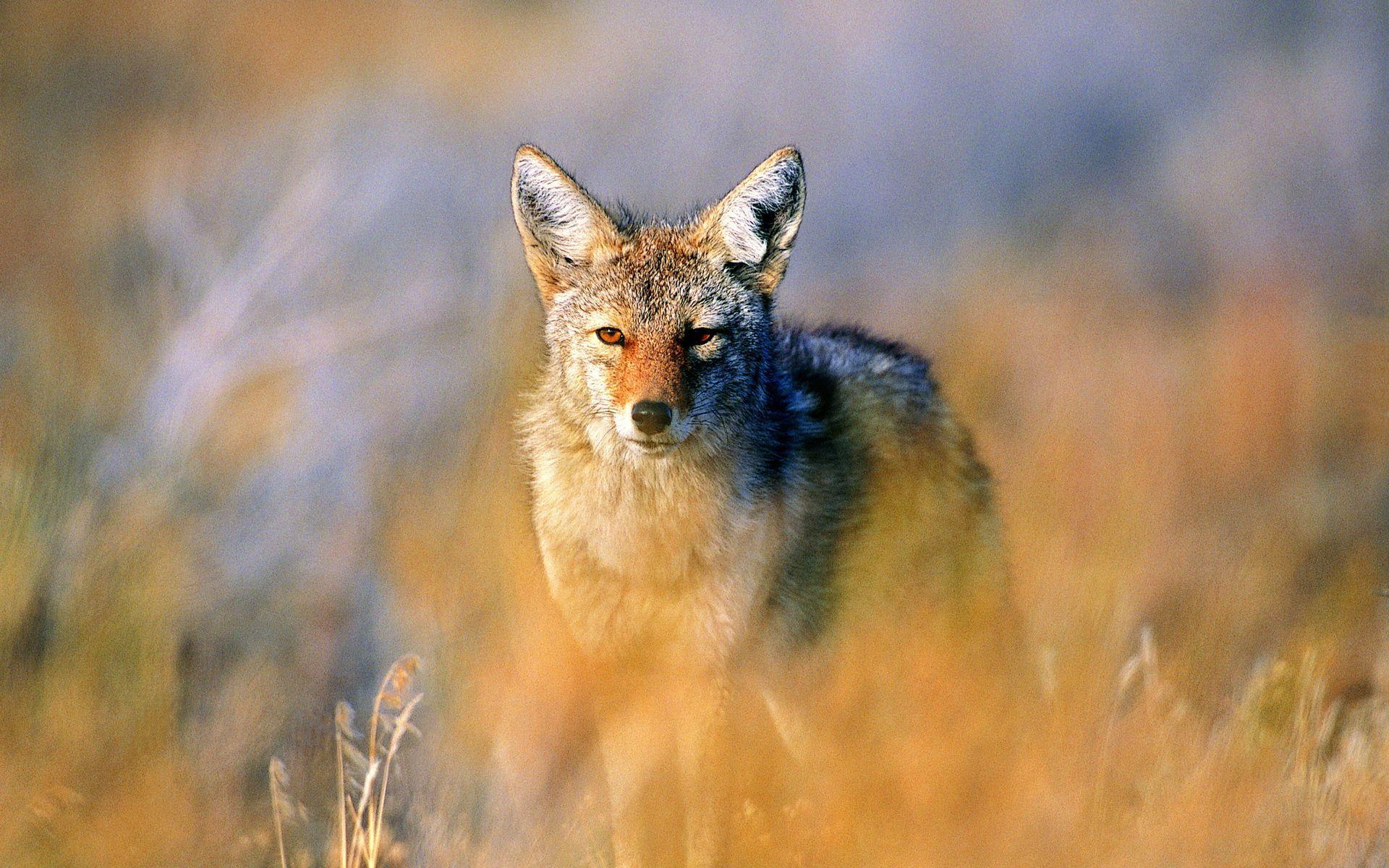 Jackal Wallpapers - Top Free Jackal Backgrounds - WallpaperAccess