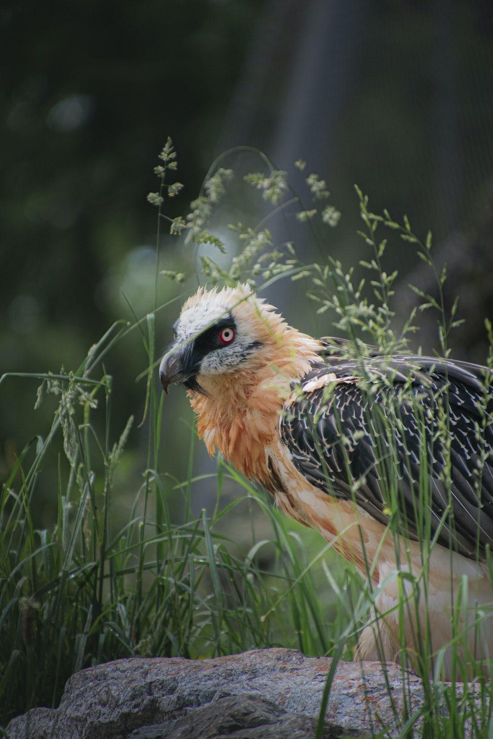 Bearded Vulture Wallpapers - Top Free Bearded Vulture Backgrounds ...
