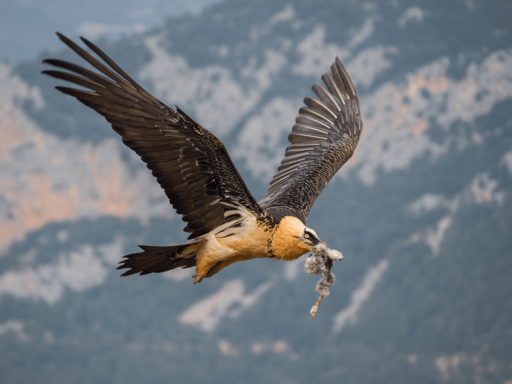 Bearded Vulture Wallpapers - Top Free Bearded Vulture Backgrounds ...