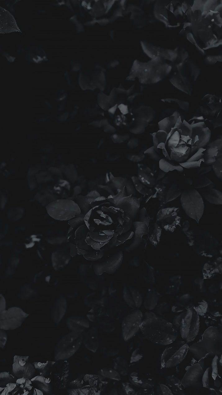 Black Flower Desktop Wallpapers - Top Free Black Flower Desktop ...
