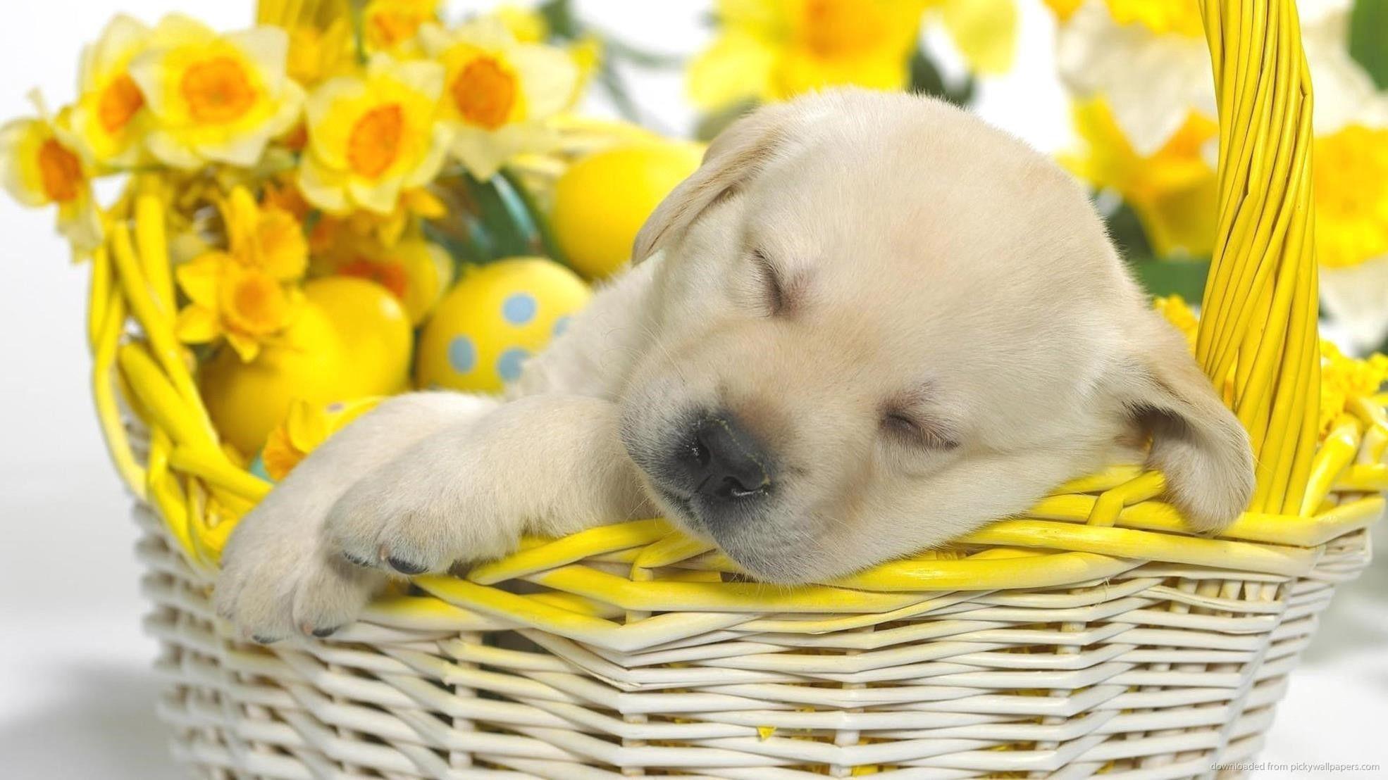 Cool Easter Wallpapers - Top Free Cool Easter Backgrounds - WallpaperAccess