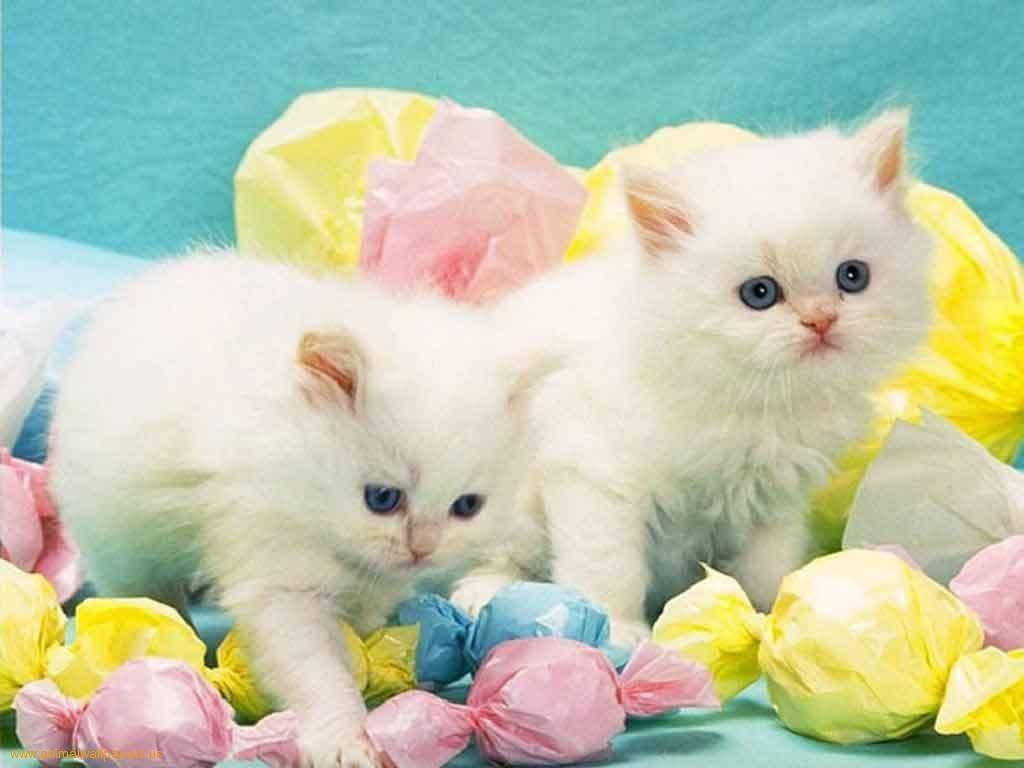 Easter Cat Wallpapers - Top Free Easter Cat Backgrounds - WallpaperAccess