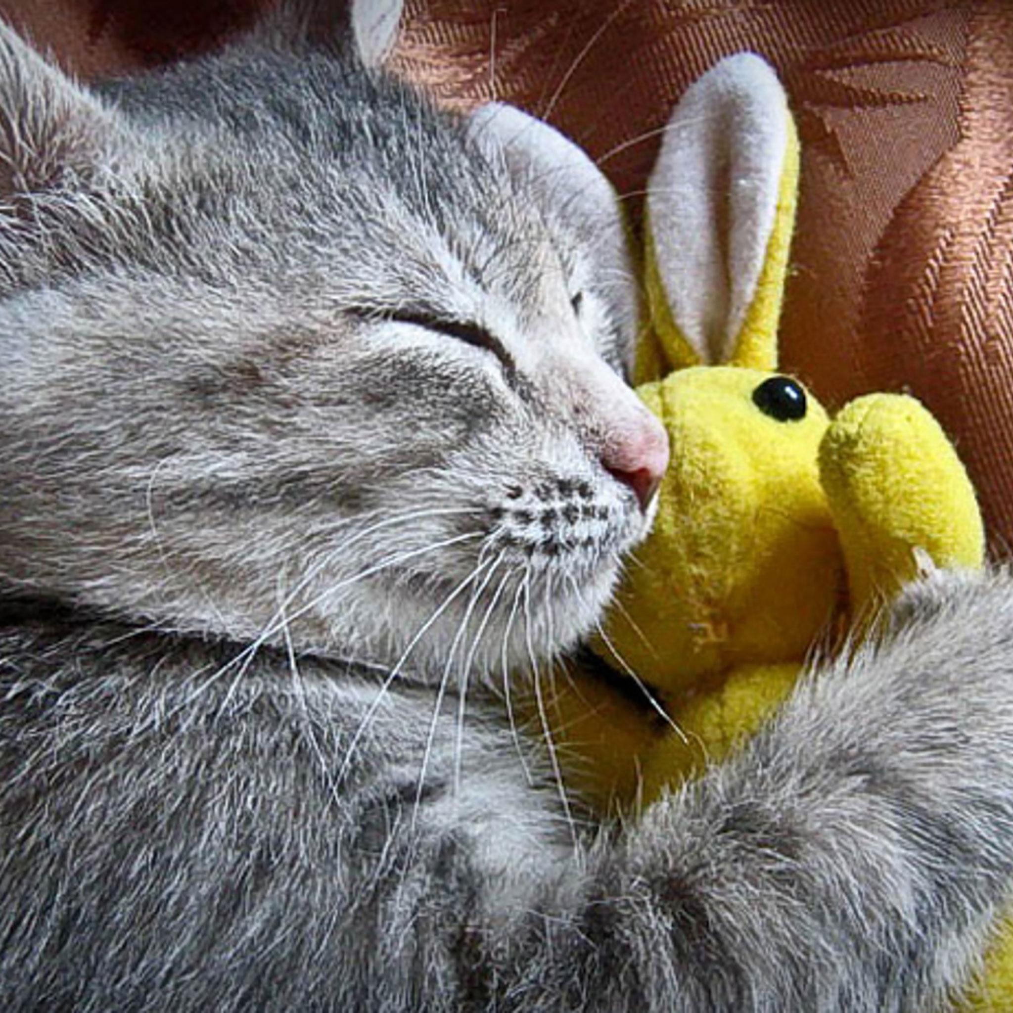 Easter Cat Wallpapers - Top Free Easter Cat Backgrounds - WallpaperAccess