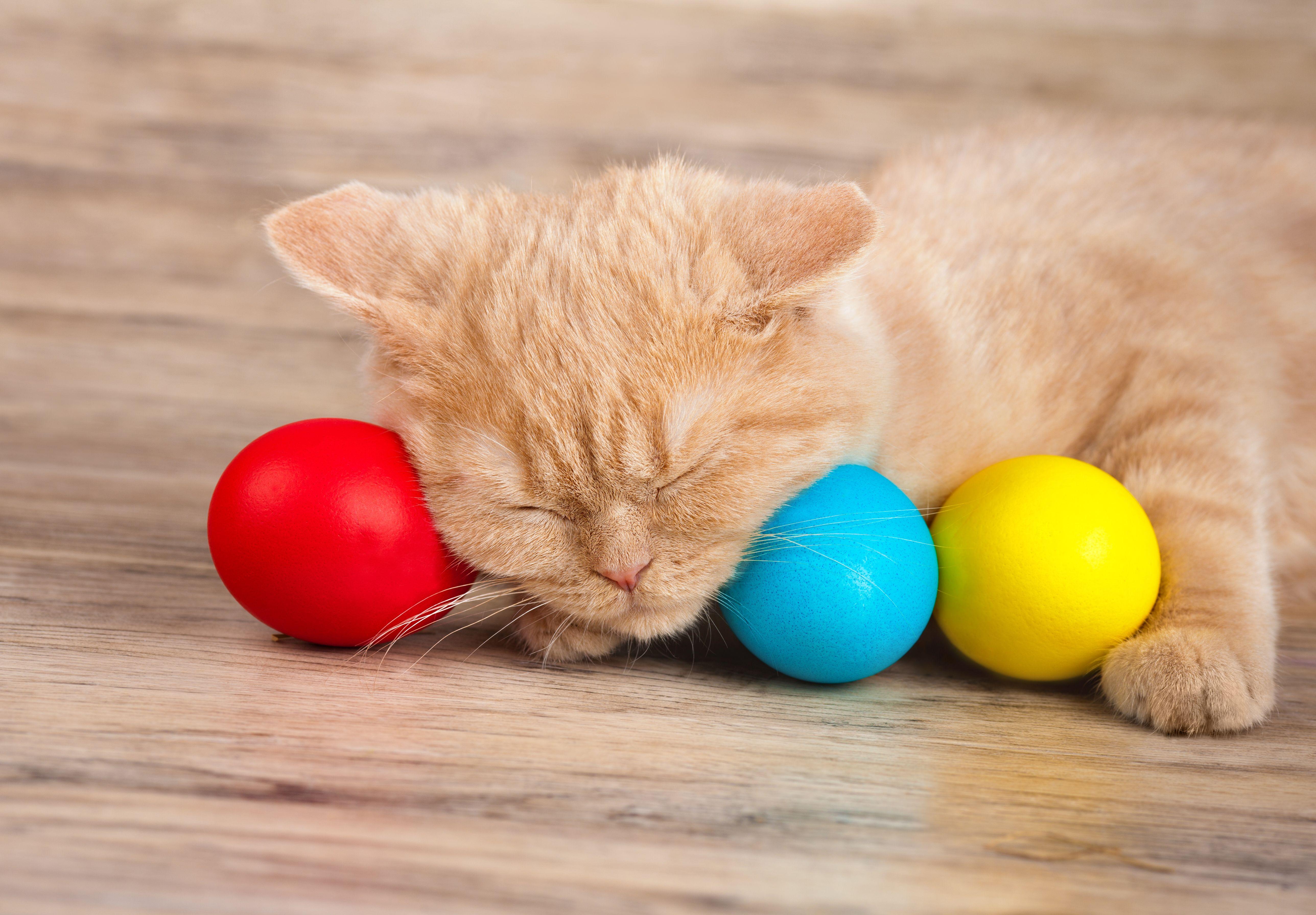 Easter Cat Wallpapers - Top Free Easter Cat Backgrounds - WallpaperAccess