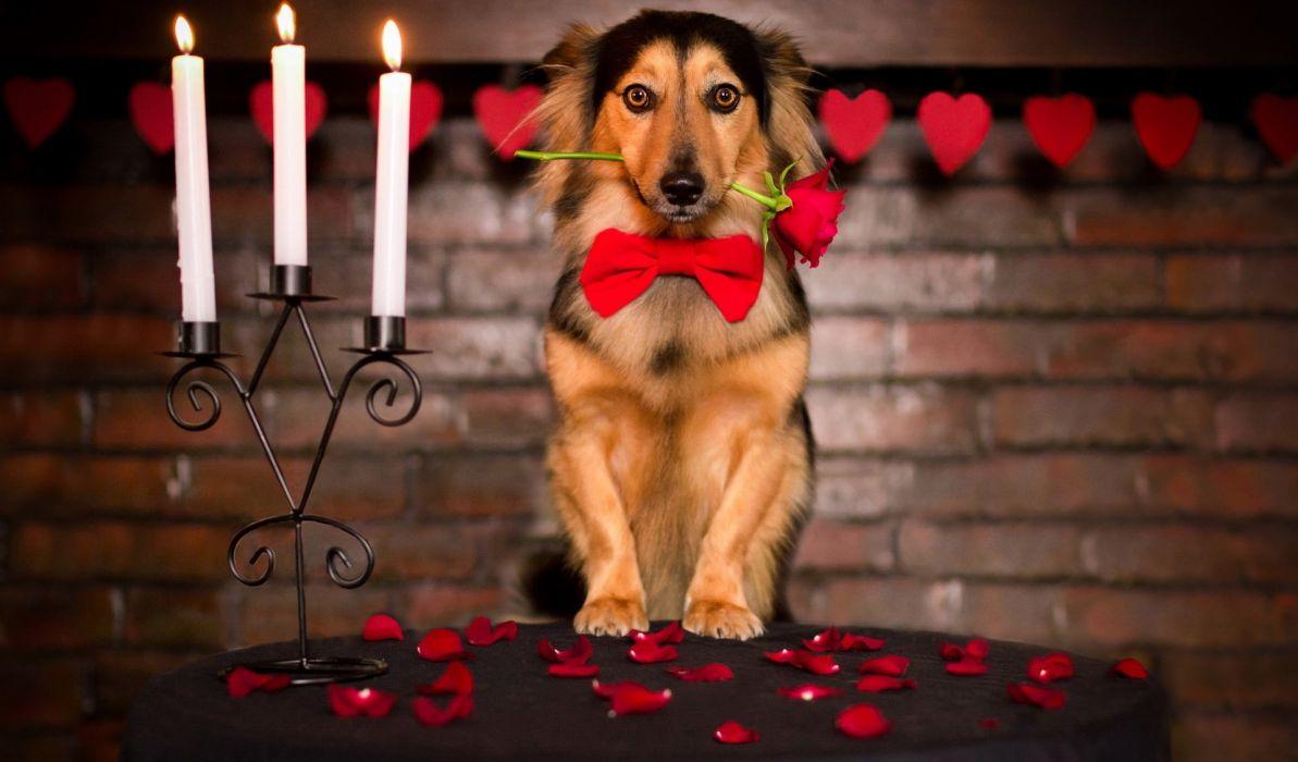 Valentine Dog Wallpapers - Top Free Valentine Dog Backgrounds ...