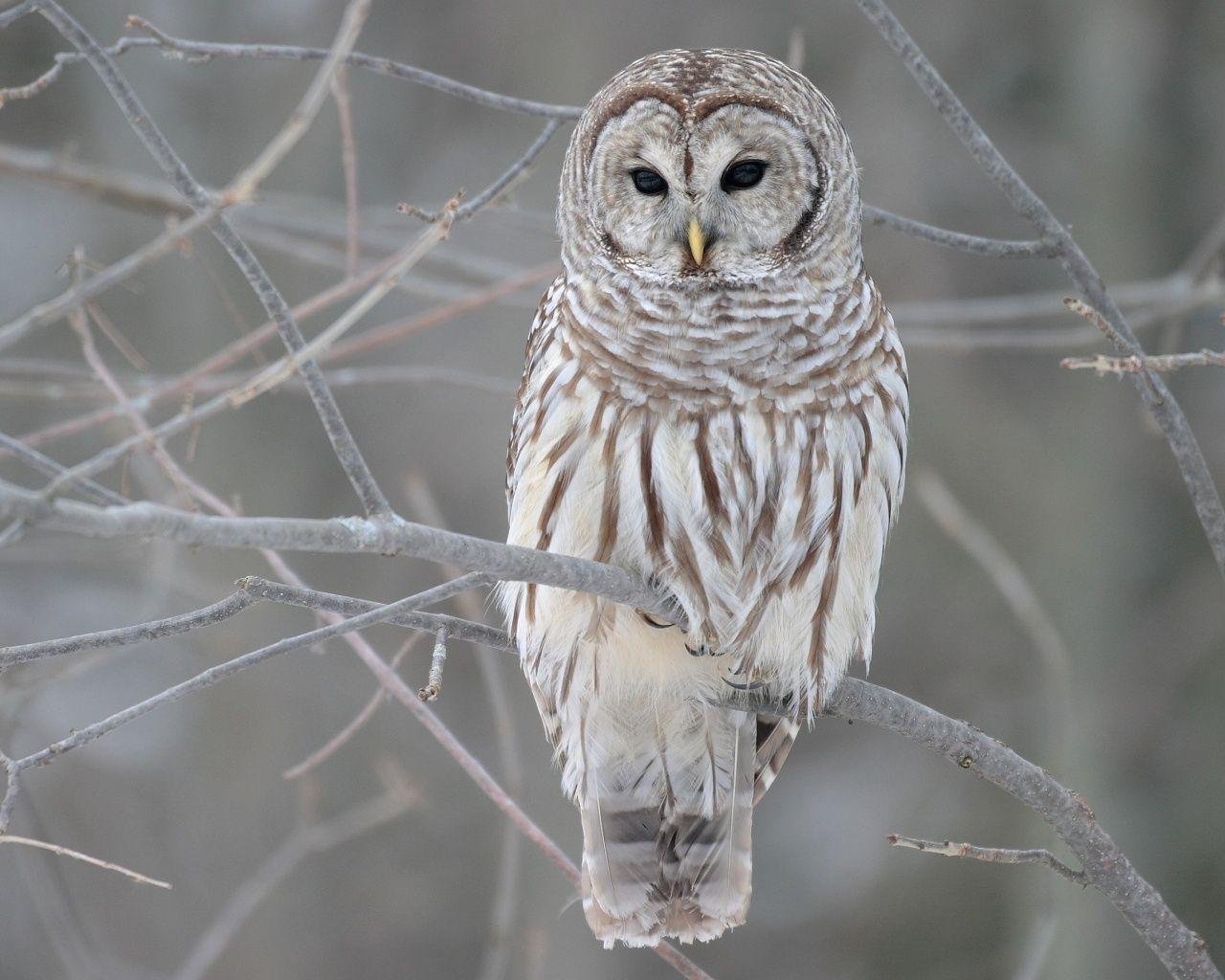 Snow Owl Wallpapers - Top Free Snow Owl Backgrounds - WallpaperAccess