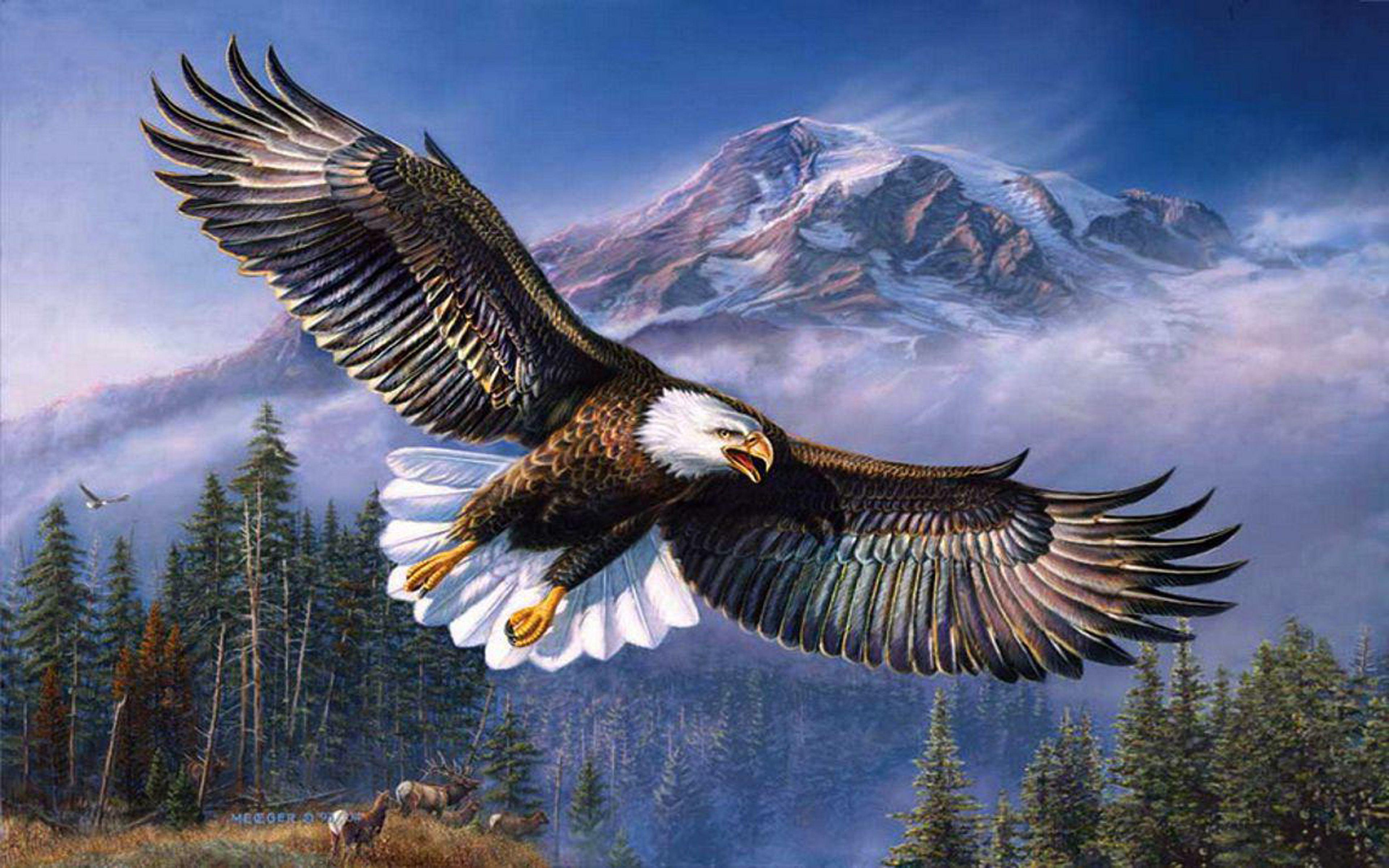 Bald Eagle Flying Wallpapers - Top Free Bald Eagle Flying Backgrounds - WallpaperAccess