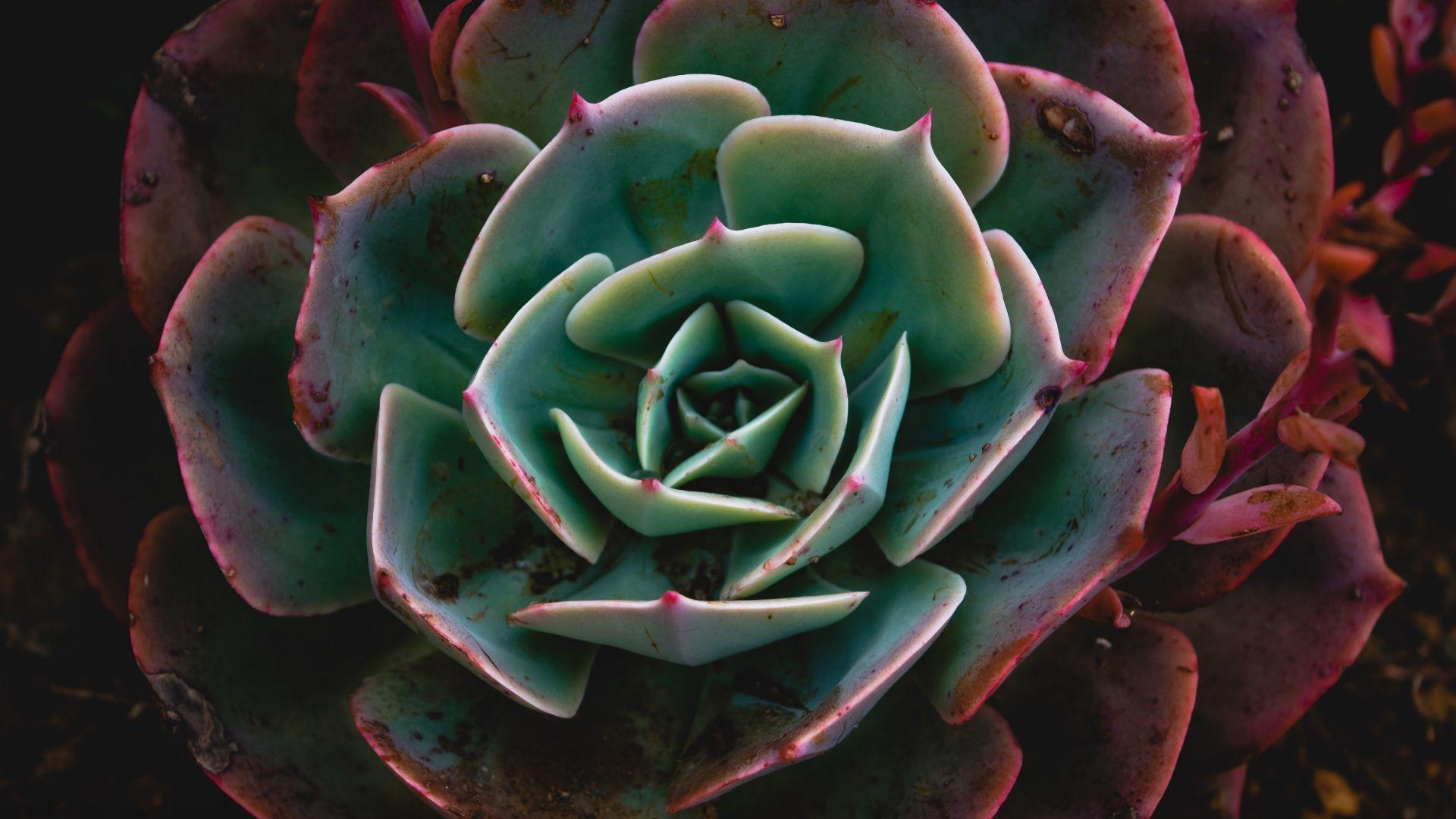 Succulent Plants Wallpapers - Top Free Succulent Plants Backgrounds ...