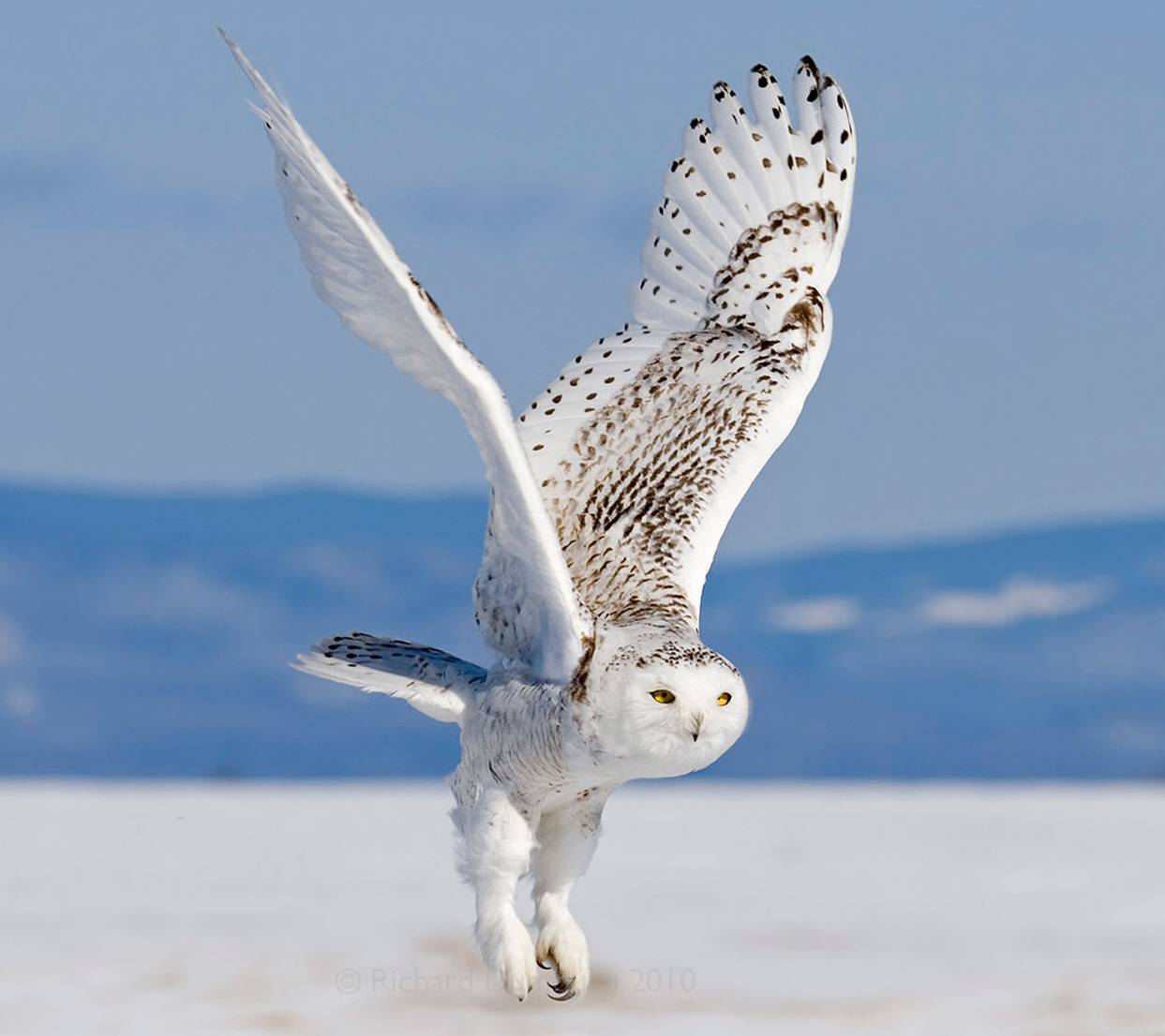 Snow Owl Wallpapers - Top Free Snow Owl Backgrounds - WallpaperAccess