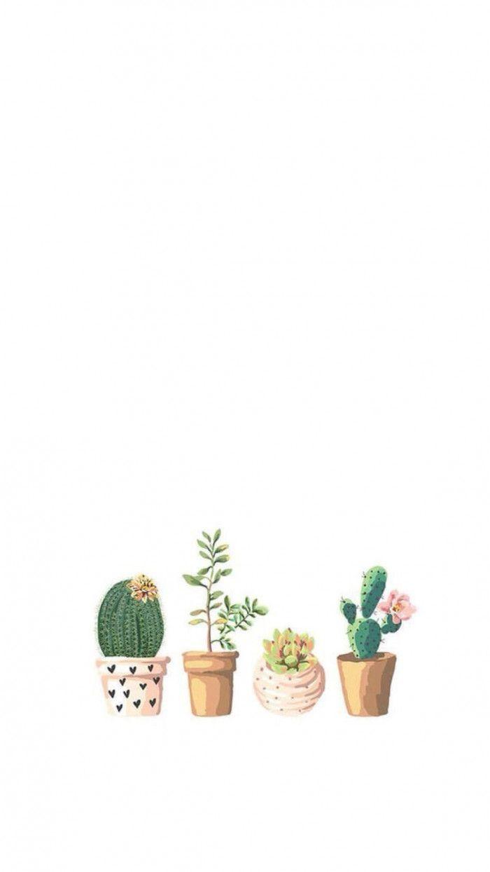 Succulent Plants Wallpapers - Top Free Succulent Plants Backgrounds ...