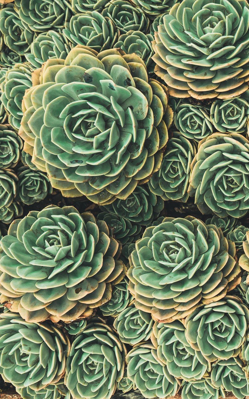 Beautiful Succulents Desktop Wallpapers And Backgrounds