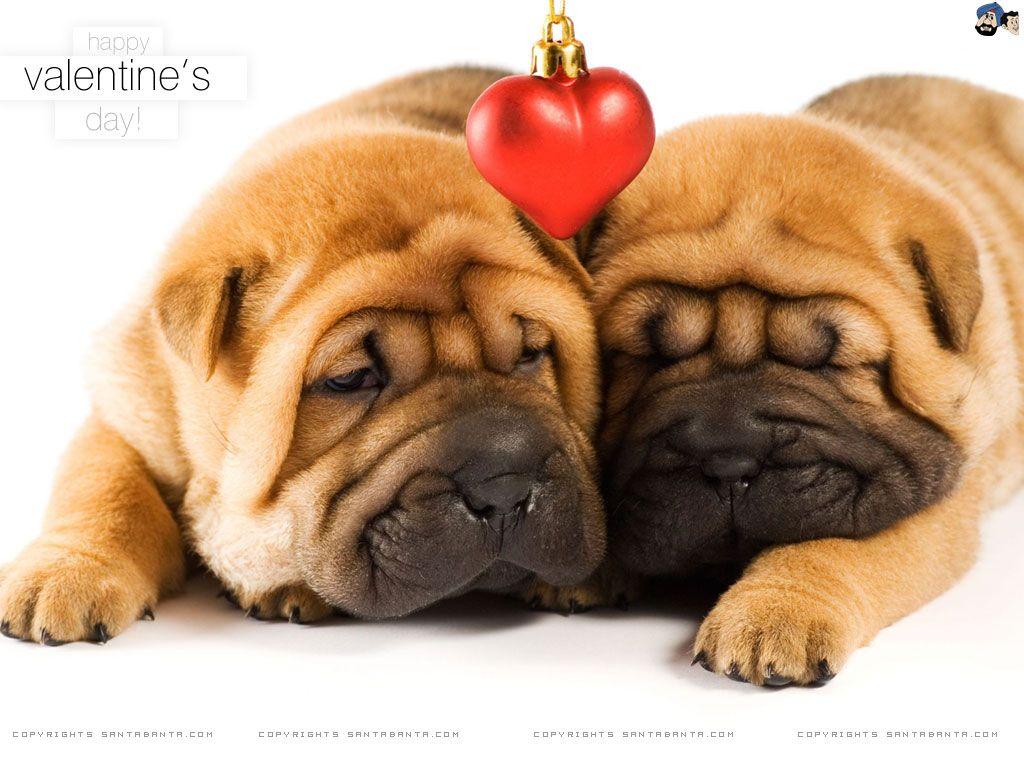 Valentine Dog Wallpapers - Top Free Valentine Dog Backgrounds ...