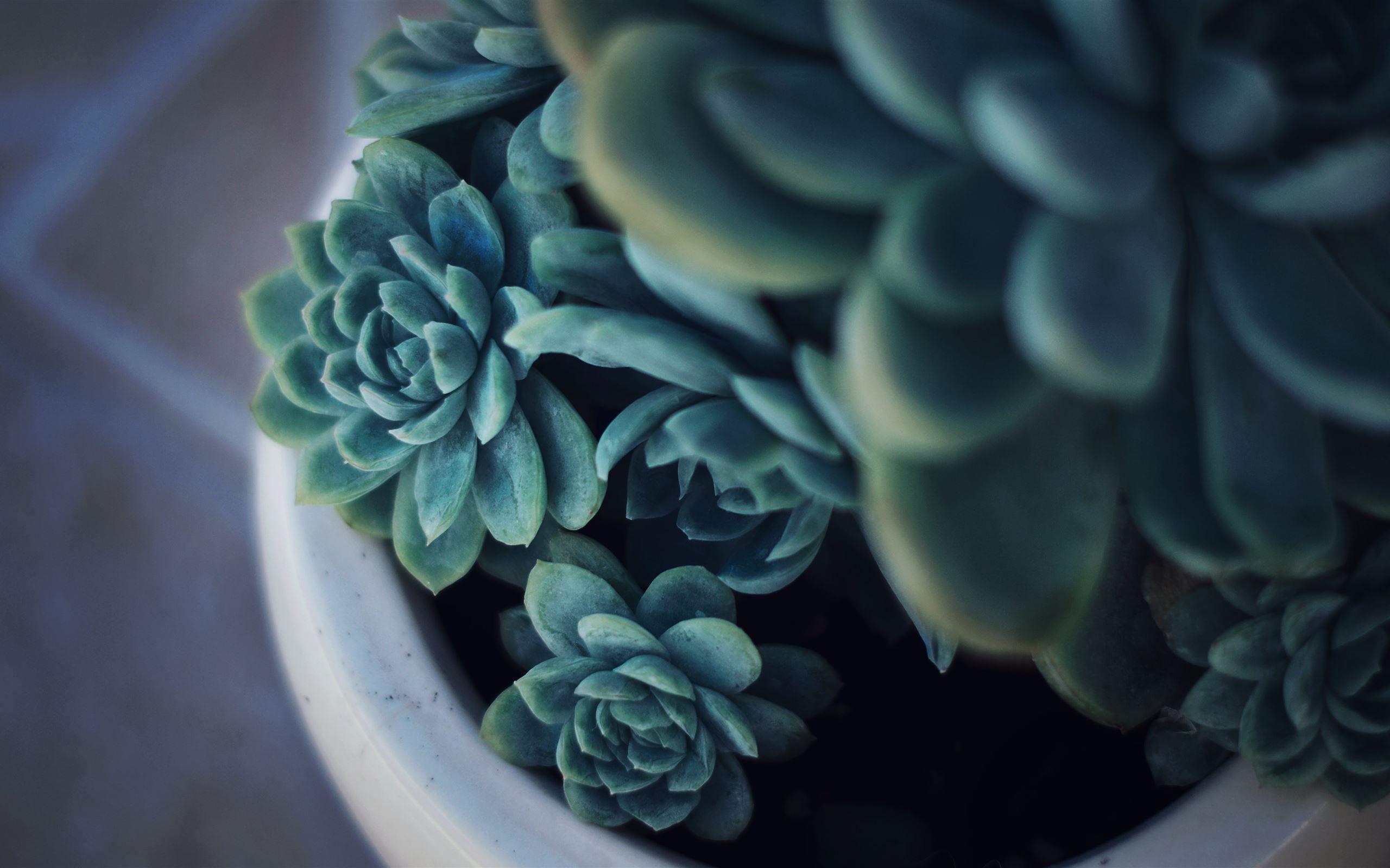 Succulent Plants Wallpapers - Top Free Succulent Plants Backgrounds ...