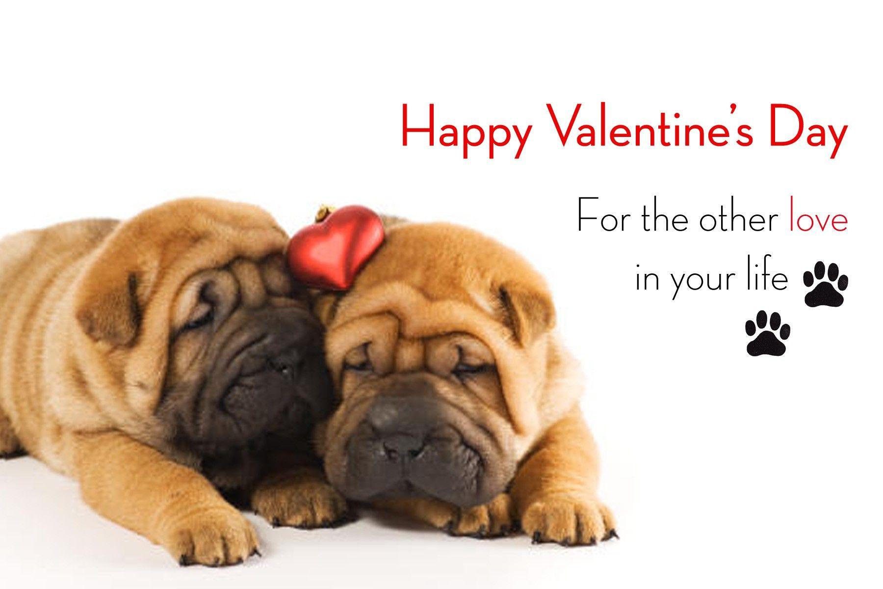 Valentine Dog Wallpapers - Top Free Valentine Dog Backgrounds ...