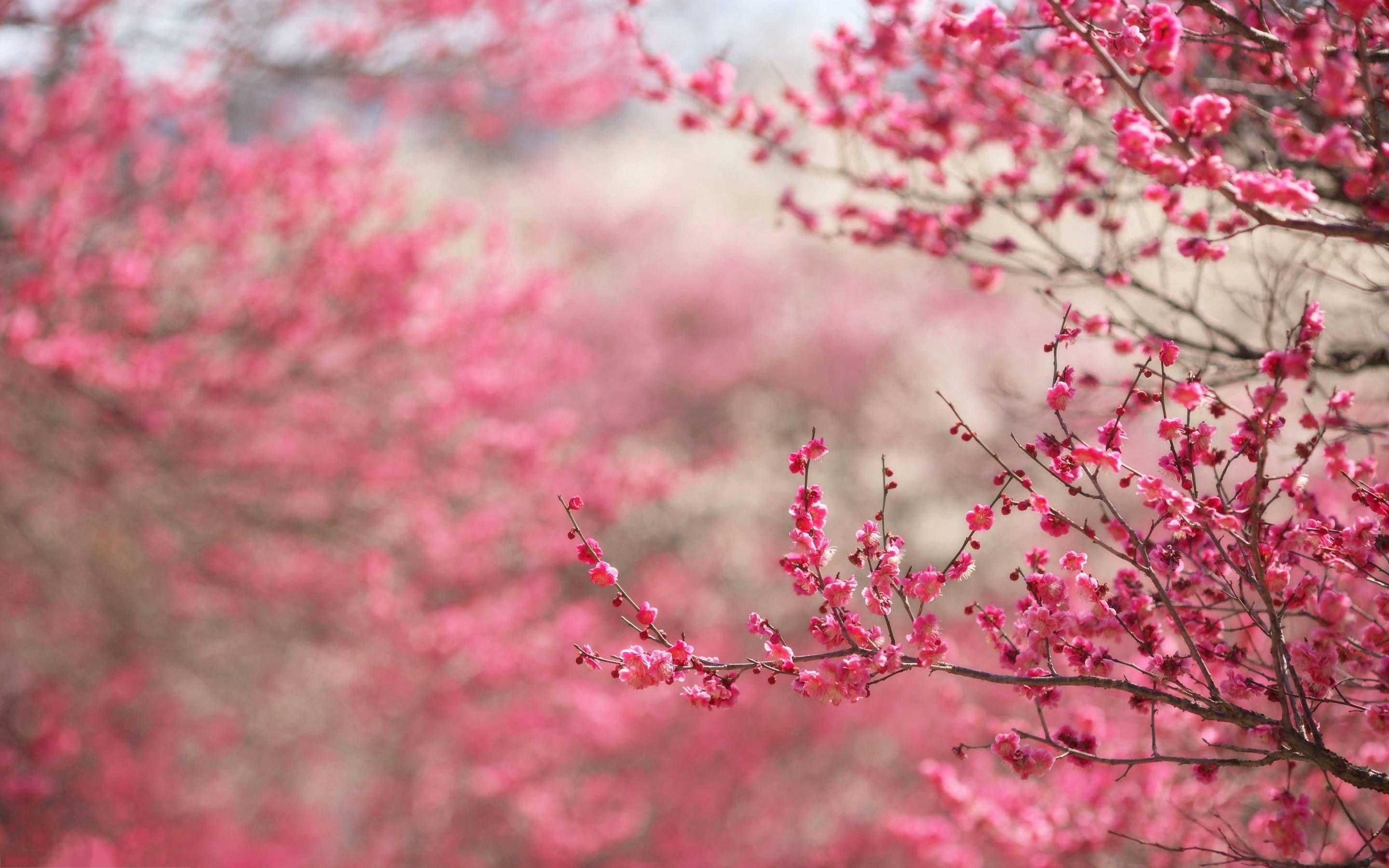 Sakura PC Wallpapers - Top Free Sakura PC Backgrounds - WallpaperAccess