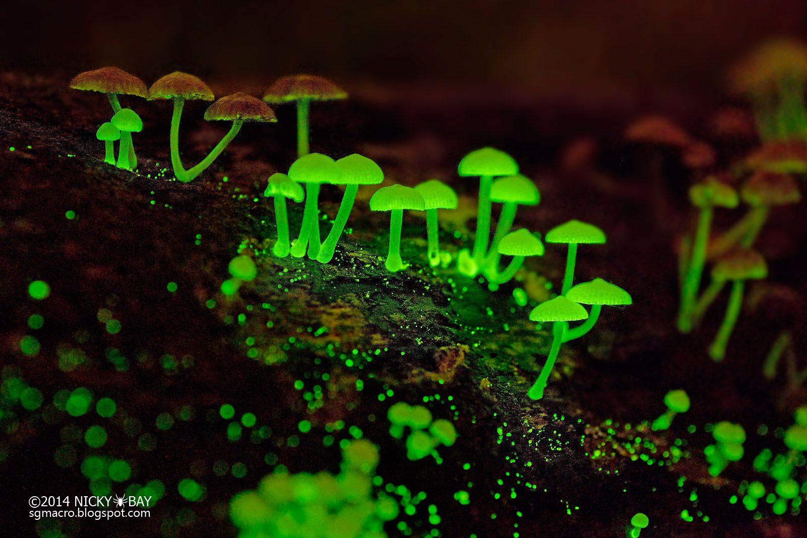 Fungi Wallpapers - Top Free Fungi Backgrounds - WallpaperAccess