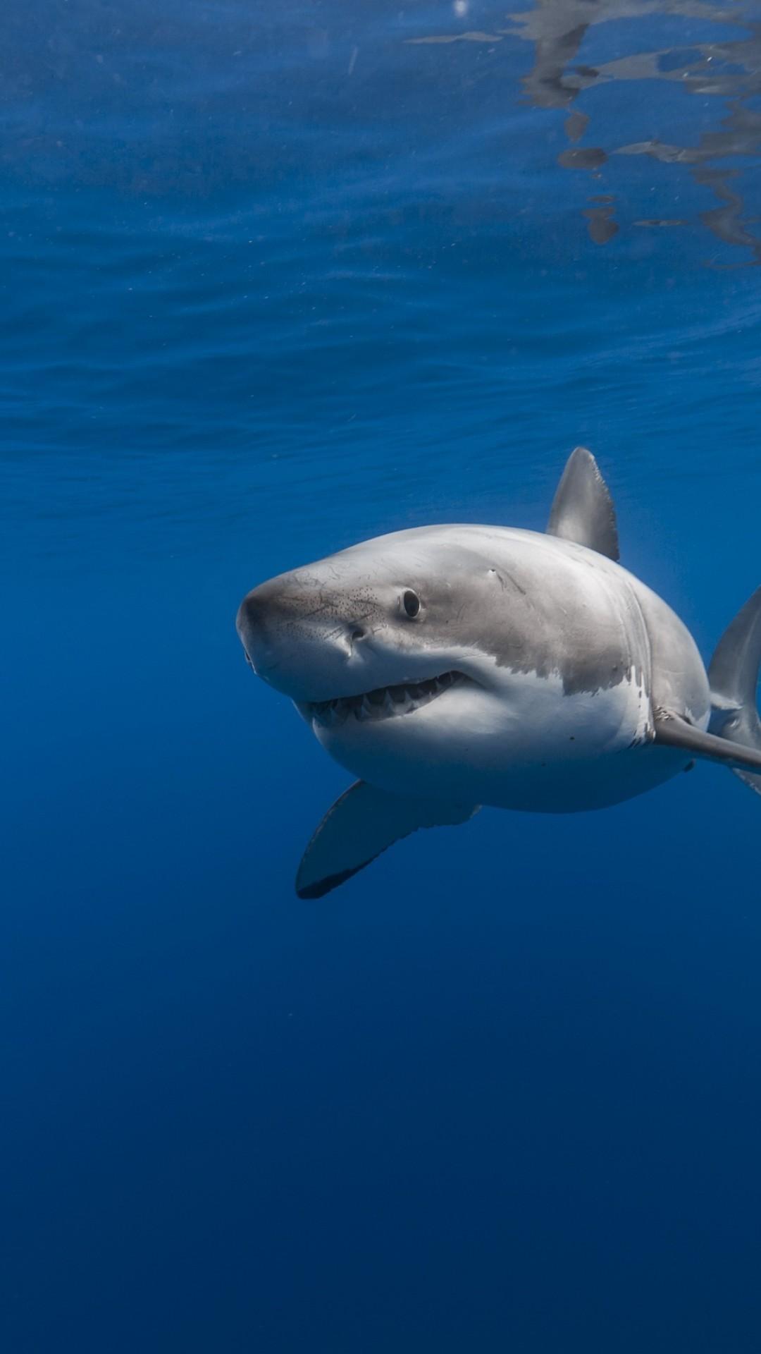 Cute Shark iPhone Wallpapers - Top Free Cute Shark iPhone Backgrounds ...