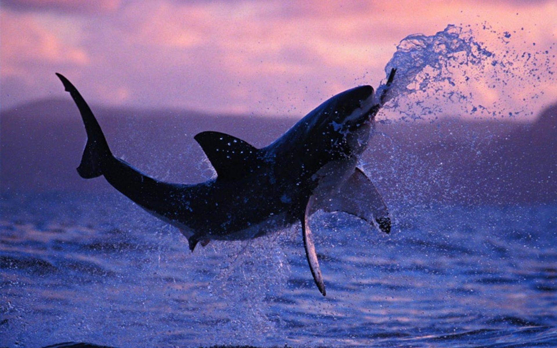 Great Hammerhead Shark Wallpapers - Top Free Great Hammerhead Shark ...