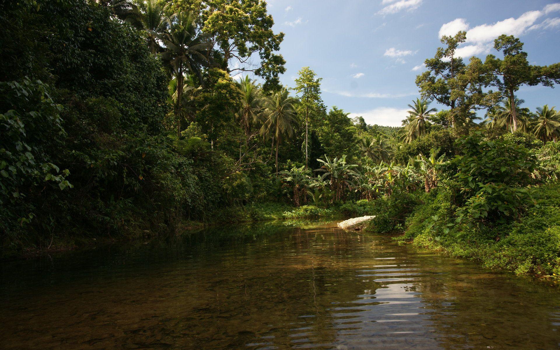 Jungle Beach Wallpapers - Top Free Jungle Beach Backgrounds ...