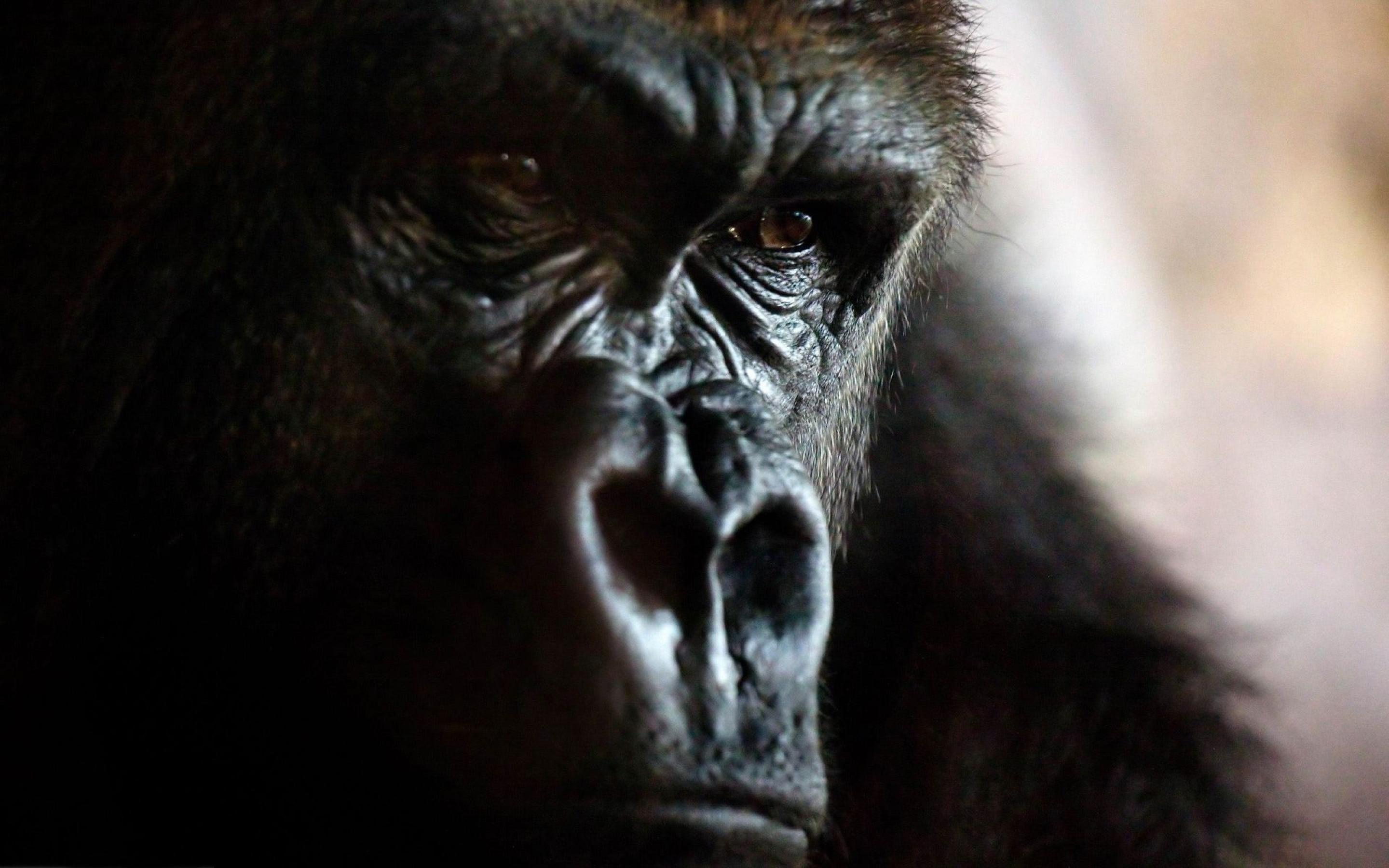 Angry Gorilla Wallpapers - Top Free Angry Gorilla Backgrounds ...