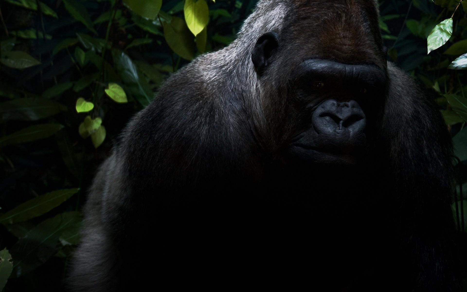 Angry Gorilla Wallpapers - Top Free Angry Gorilla Backgrounds ...