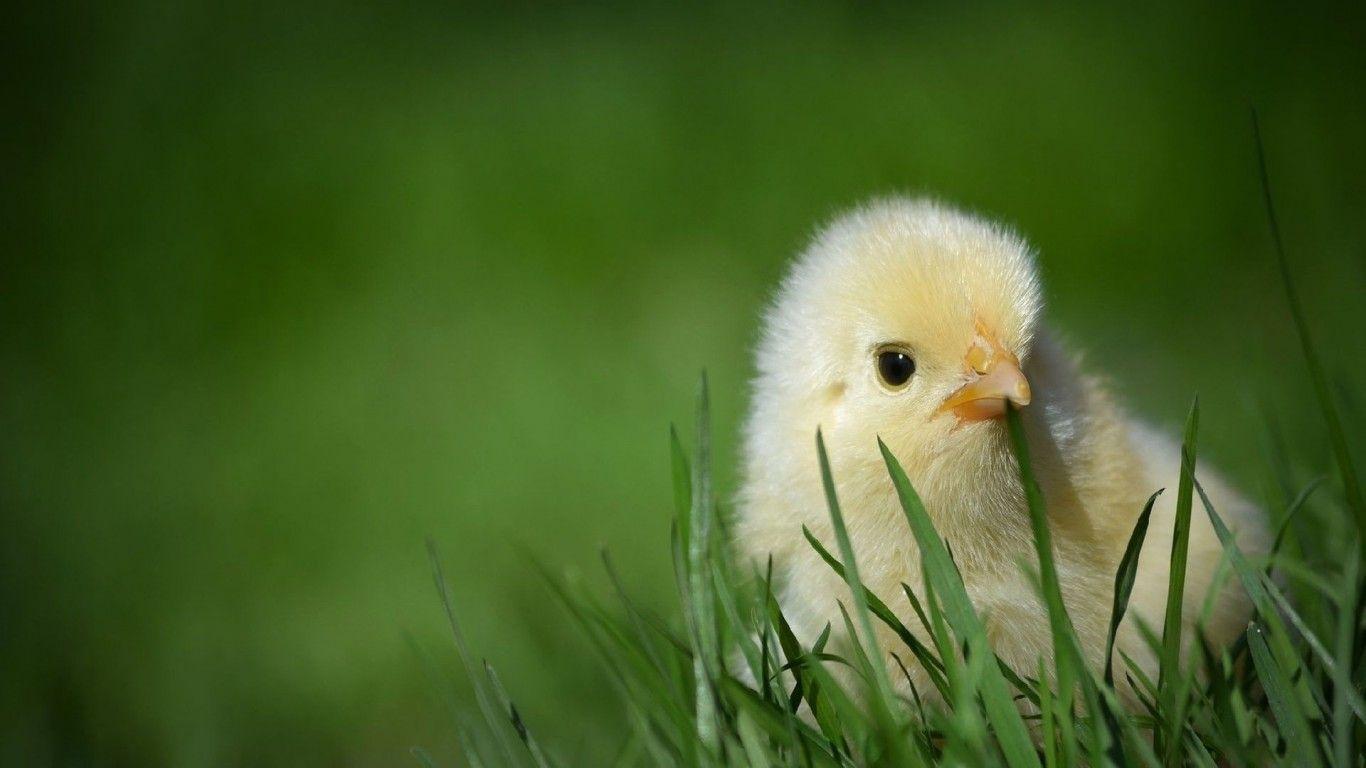 Cool Chicken Wallpapers - Top Free Cool Chicken Backgrounds ...